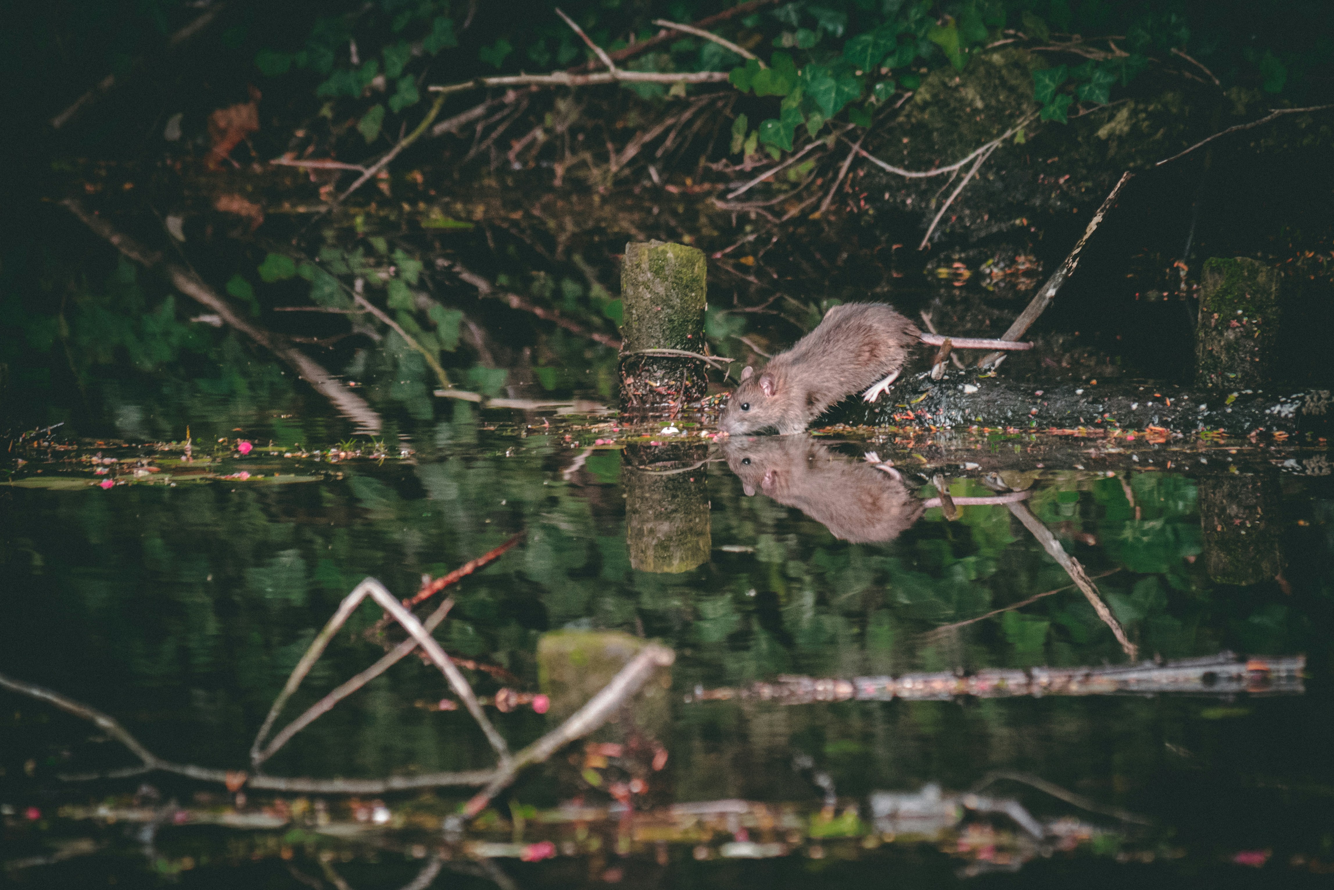 A small rodent cautiously approaches the water's edge, its reflection shimmering in the still surface among fallen branches.