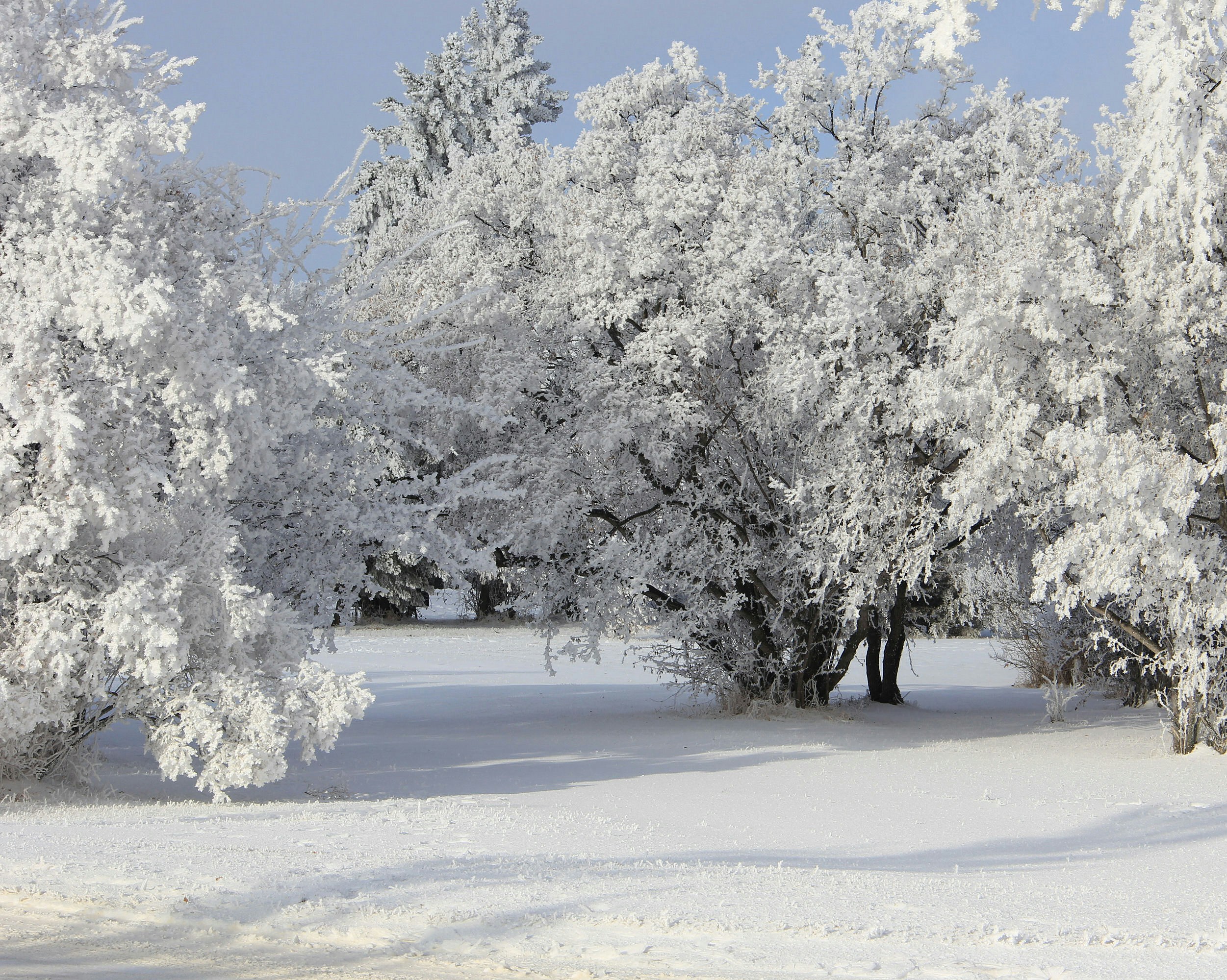 Trees with snow flex photo – Free Grey Image on Unsplash