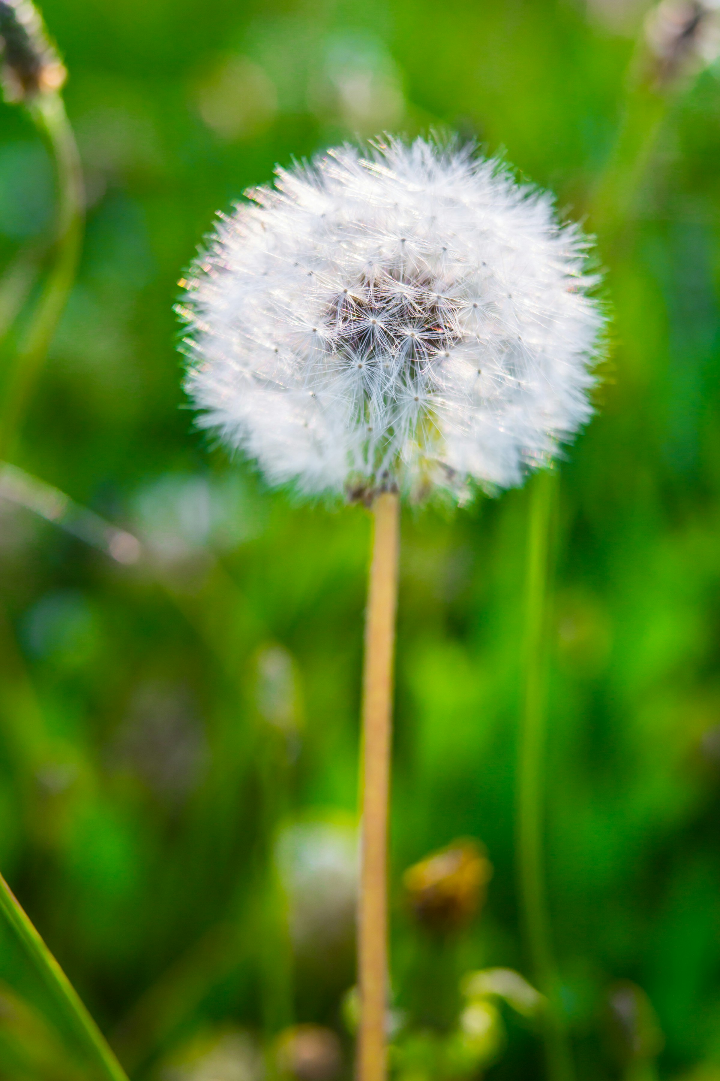 Luis Graterol (@iguanaphoto) | Unsplashフォトコミュニティ