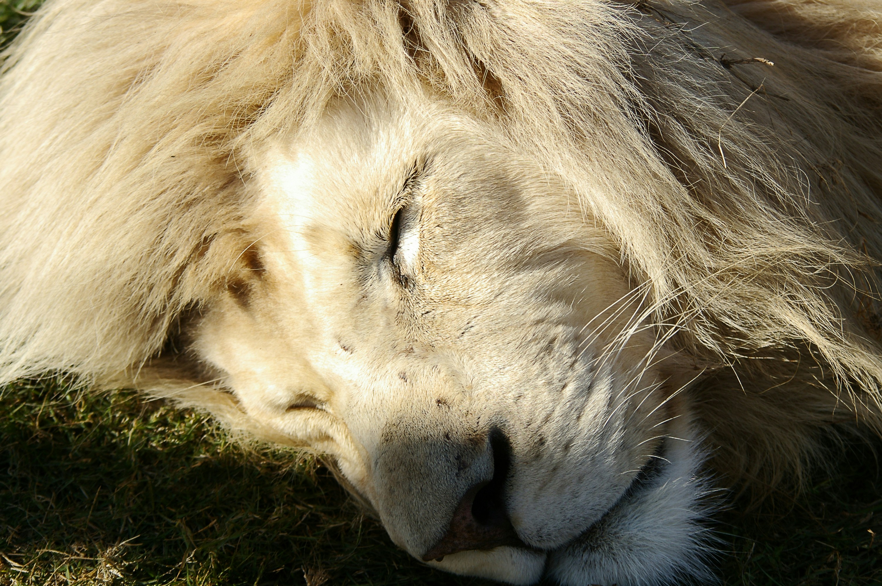Sunlit Reverie: Close-Up of a Sleepy Lion in Its Golden Mane