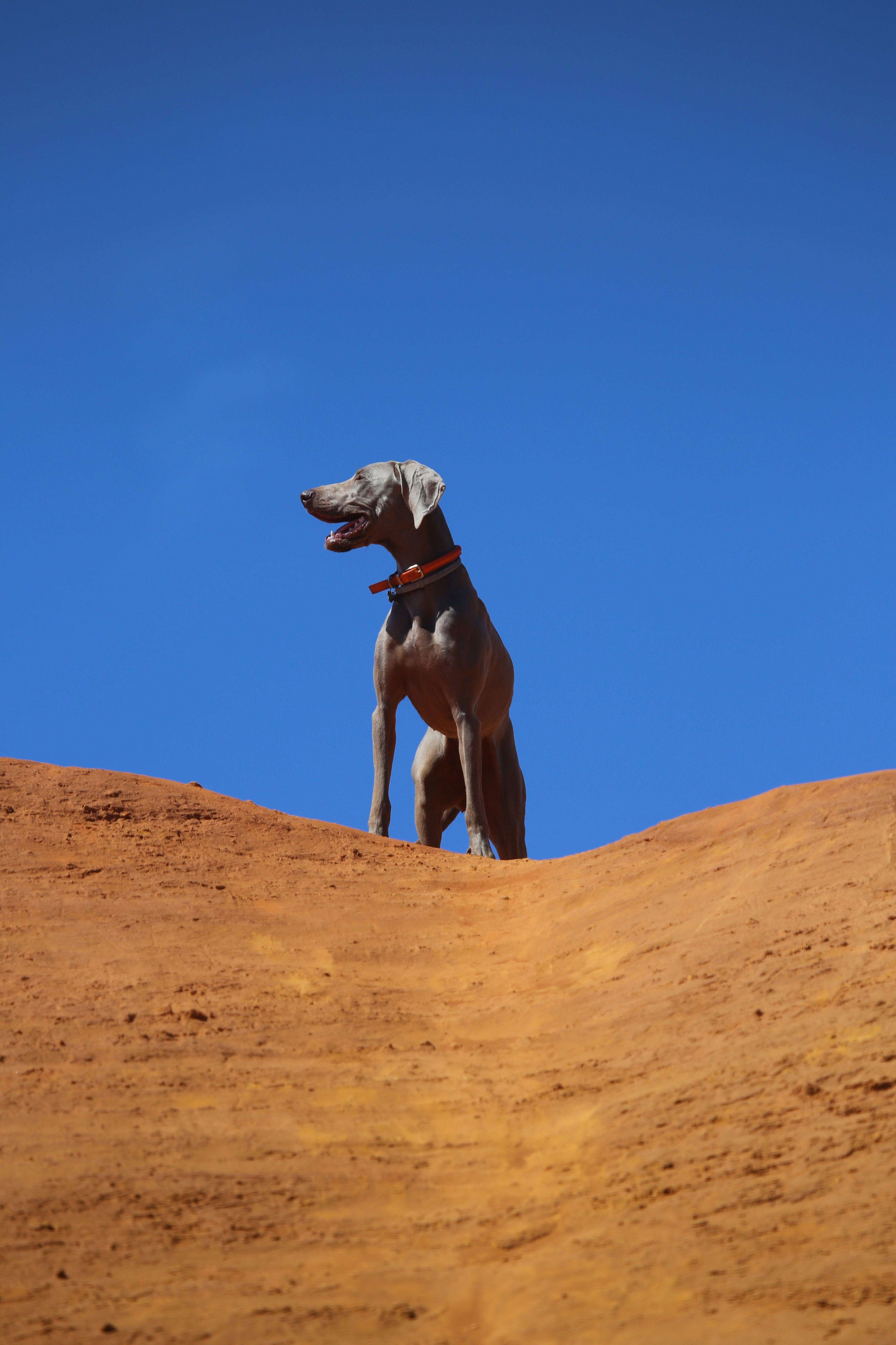 grey short coat large dog stands on crest of hill