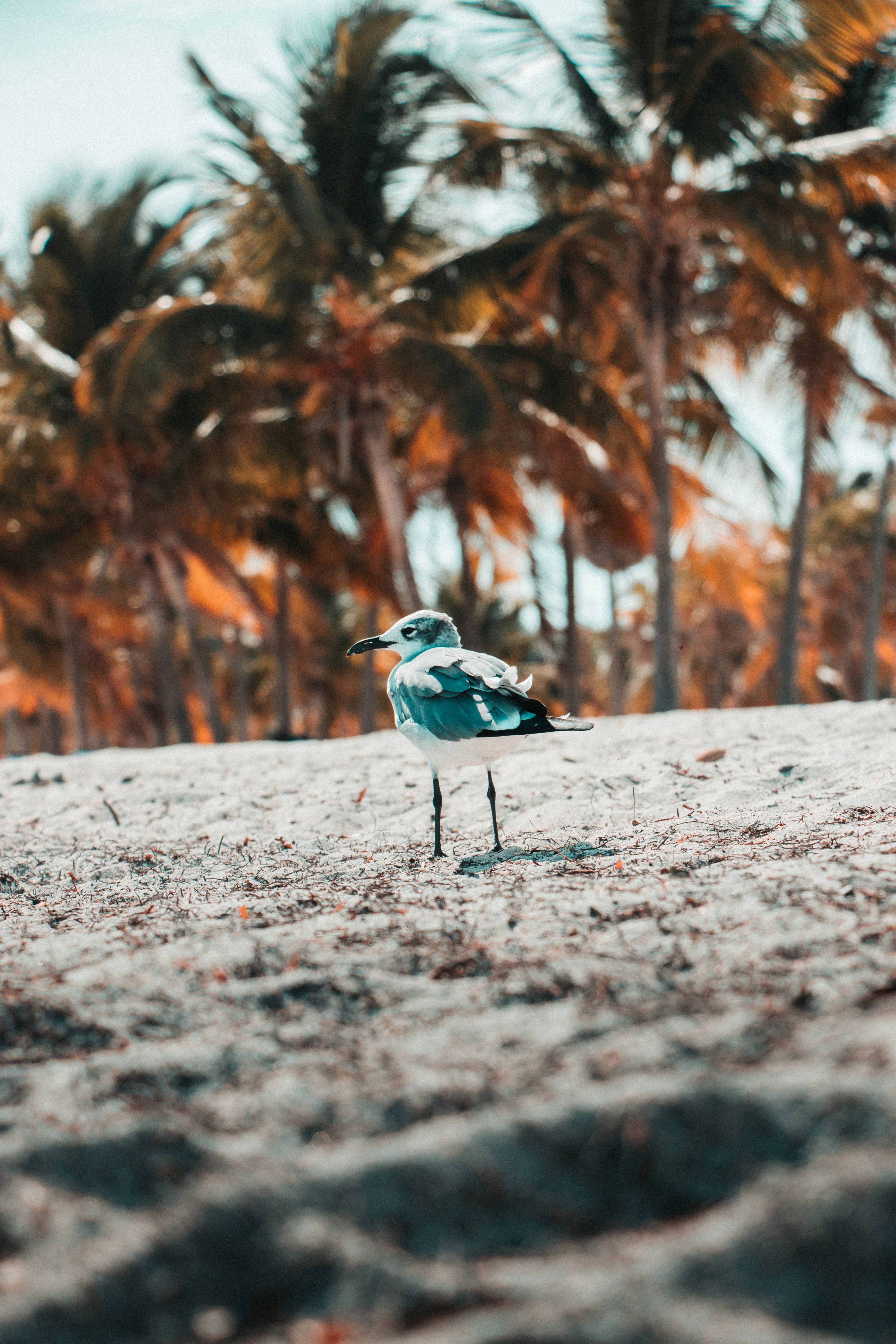 Seagull on a Sunlit Sand Stage with Palm Backdrop
