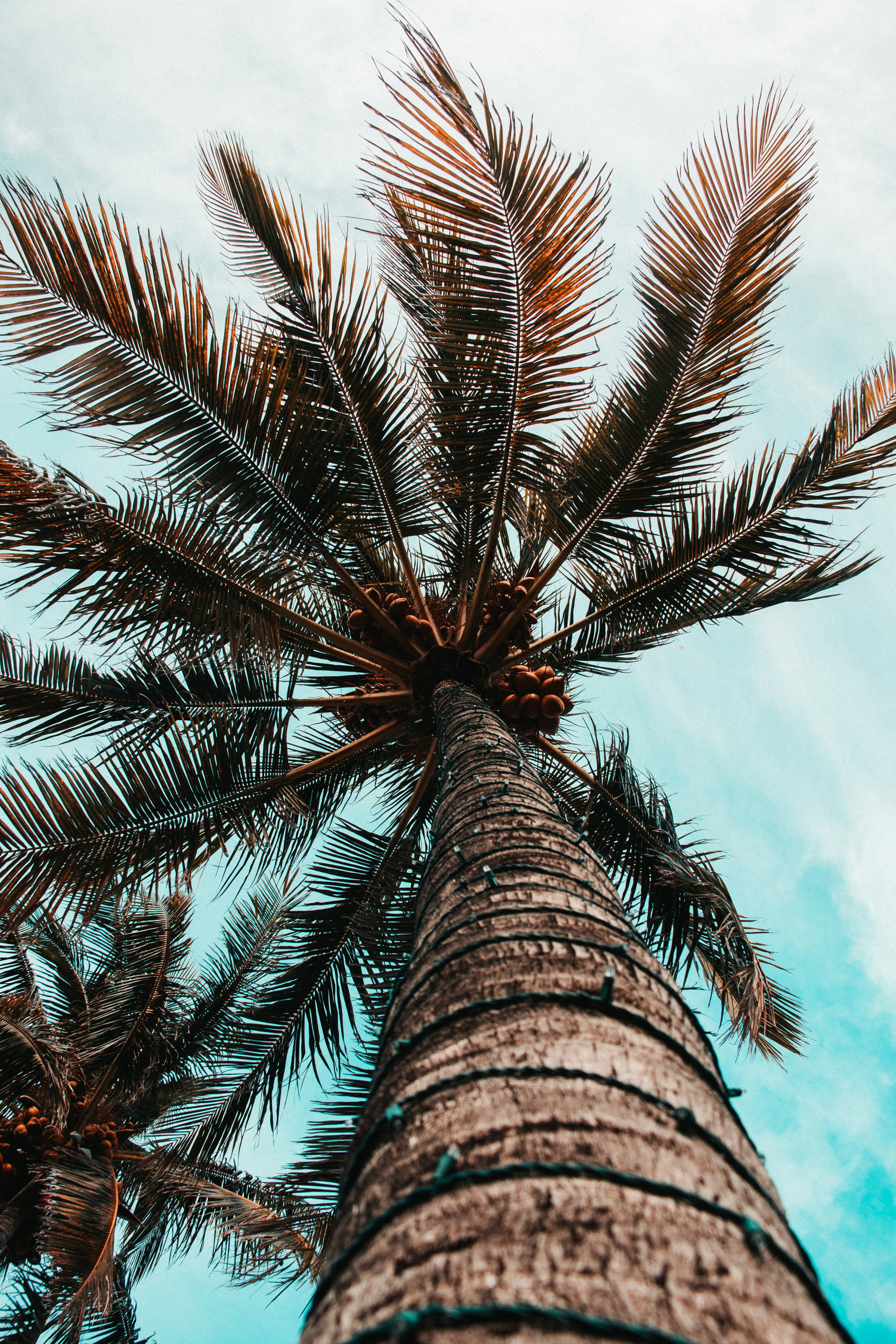 Low angle photography of coconut tree photo – Free Palm tree Image on ...