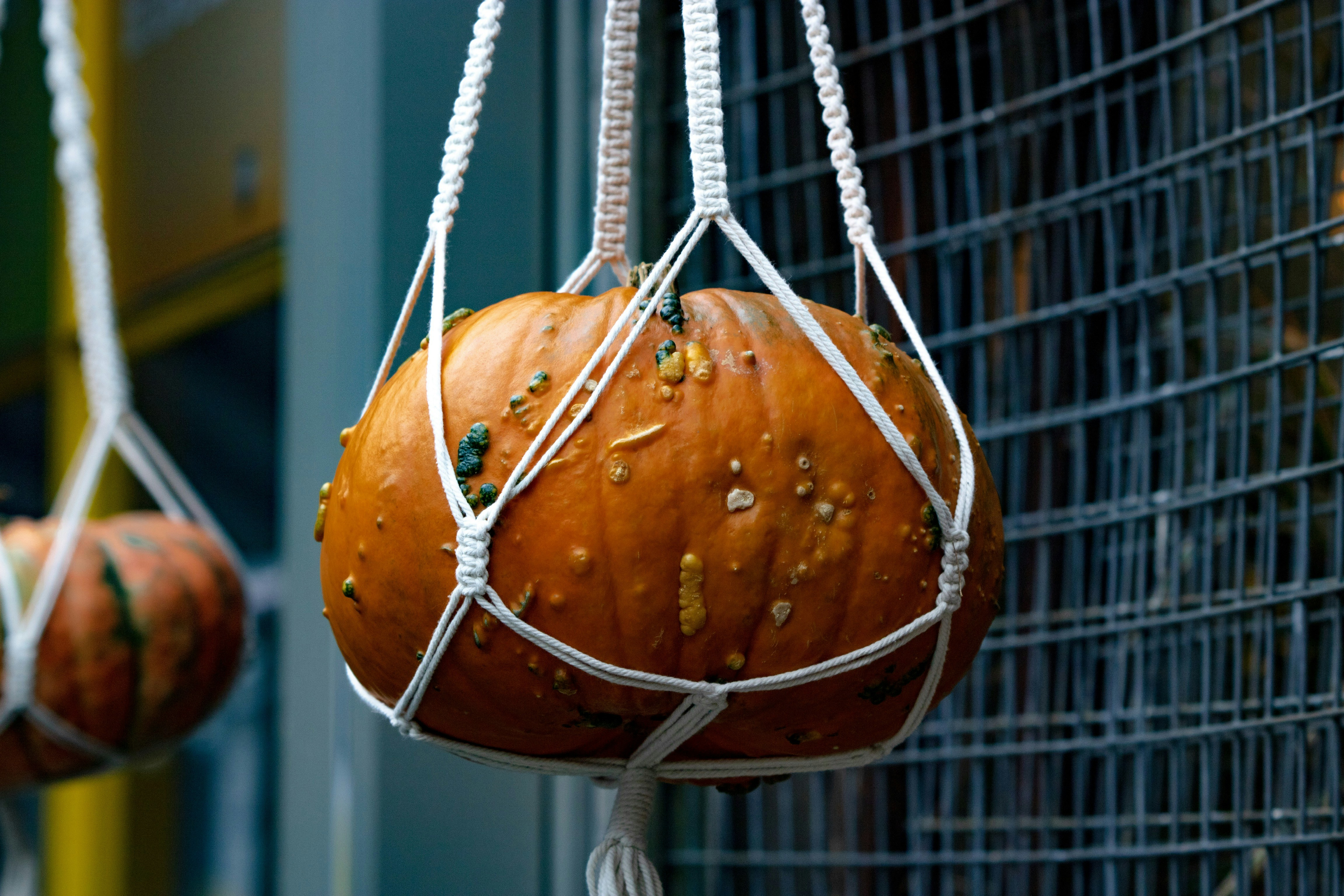 Orange pumpkin hang beside gray surface photo – Free Bcmplo Image on ...