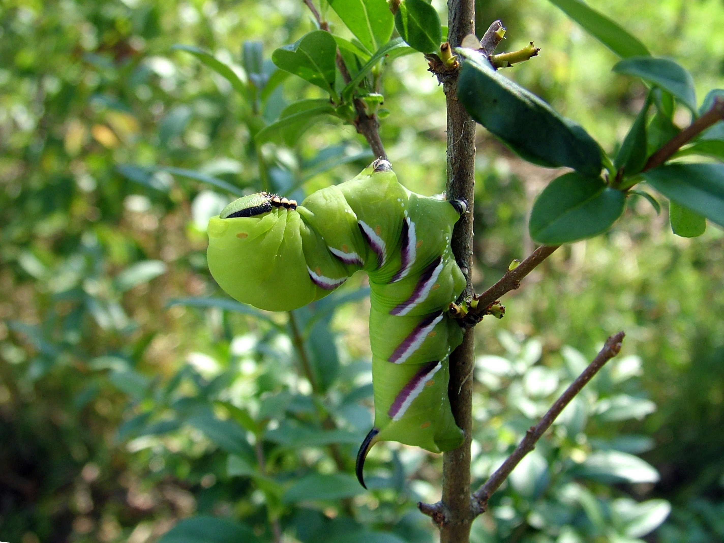 Emerald Pod with Violet Striations: a macro close-up on a sunlit branch