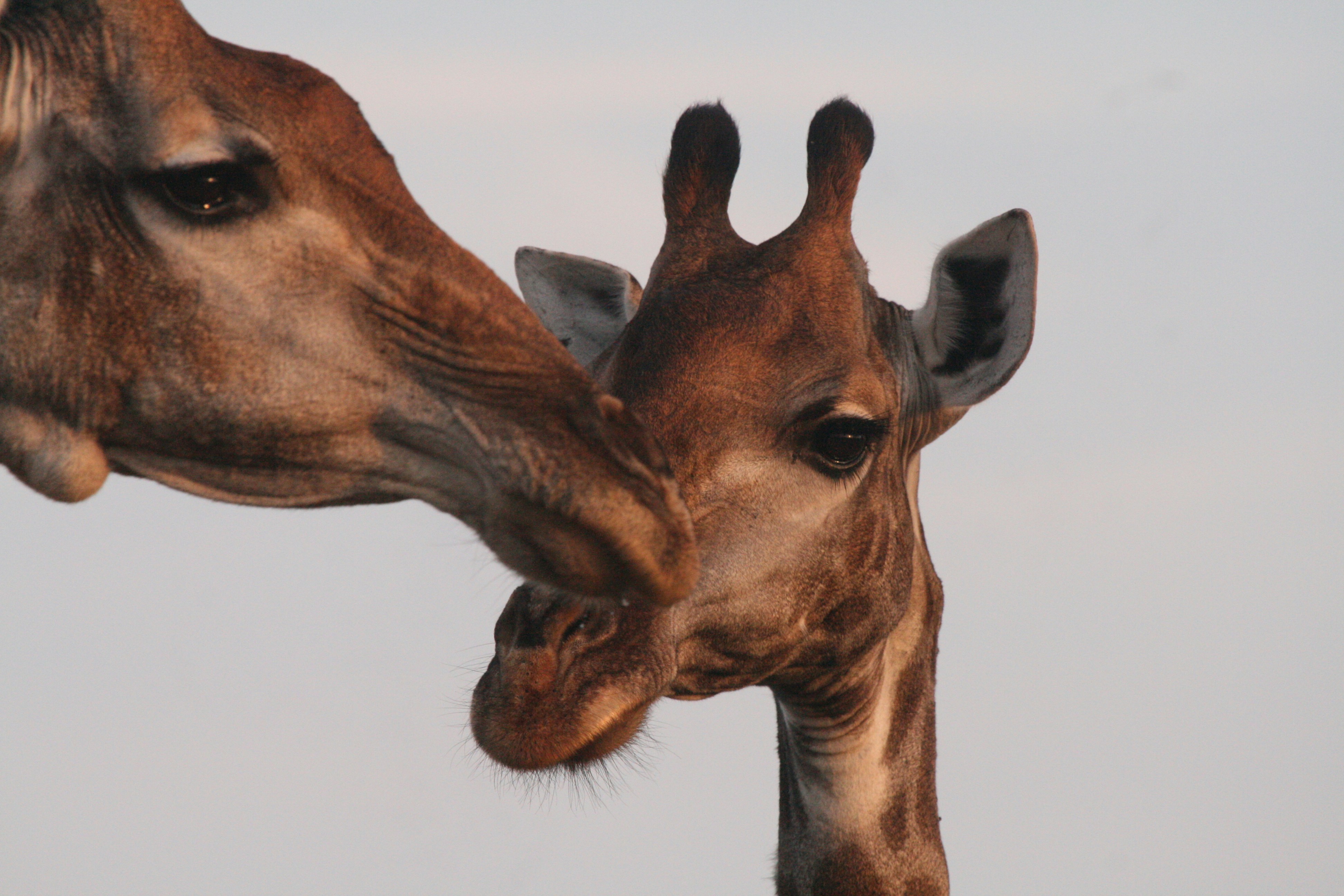 Gentle Nuzzle: Giraffes in Quiet Exchange