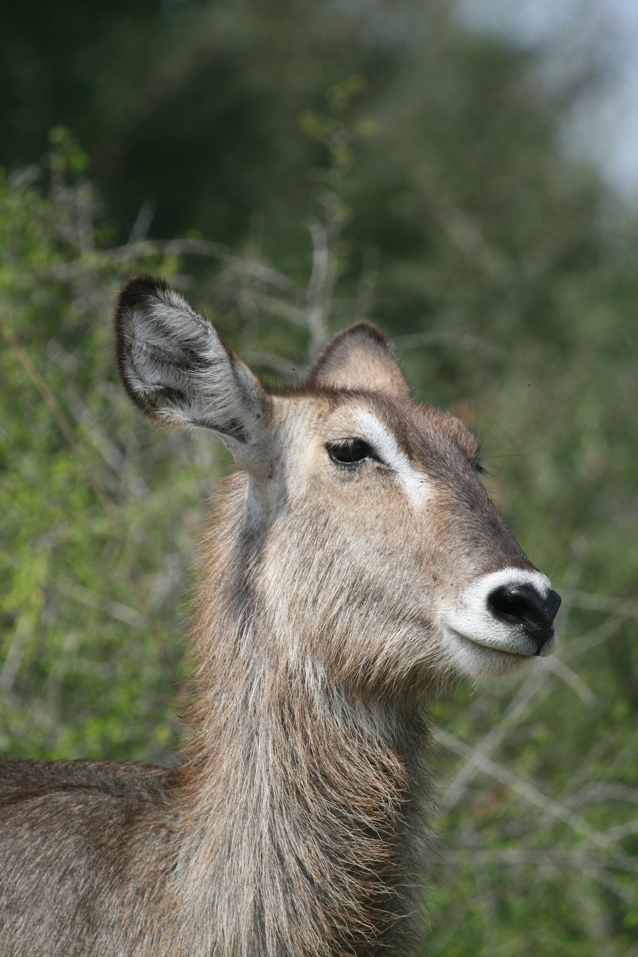 Close-up of a waterbuck showcasing its distinctive features against a blurred green background.