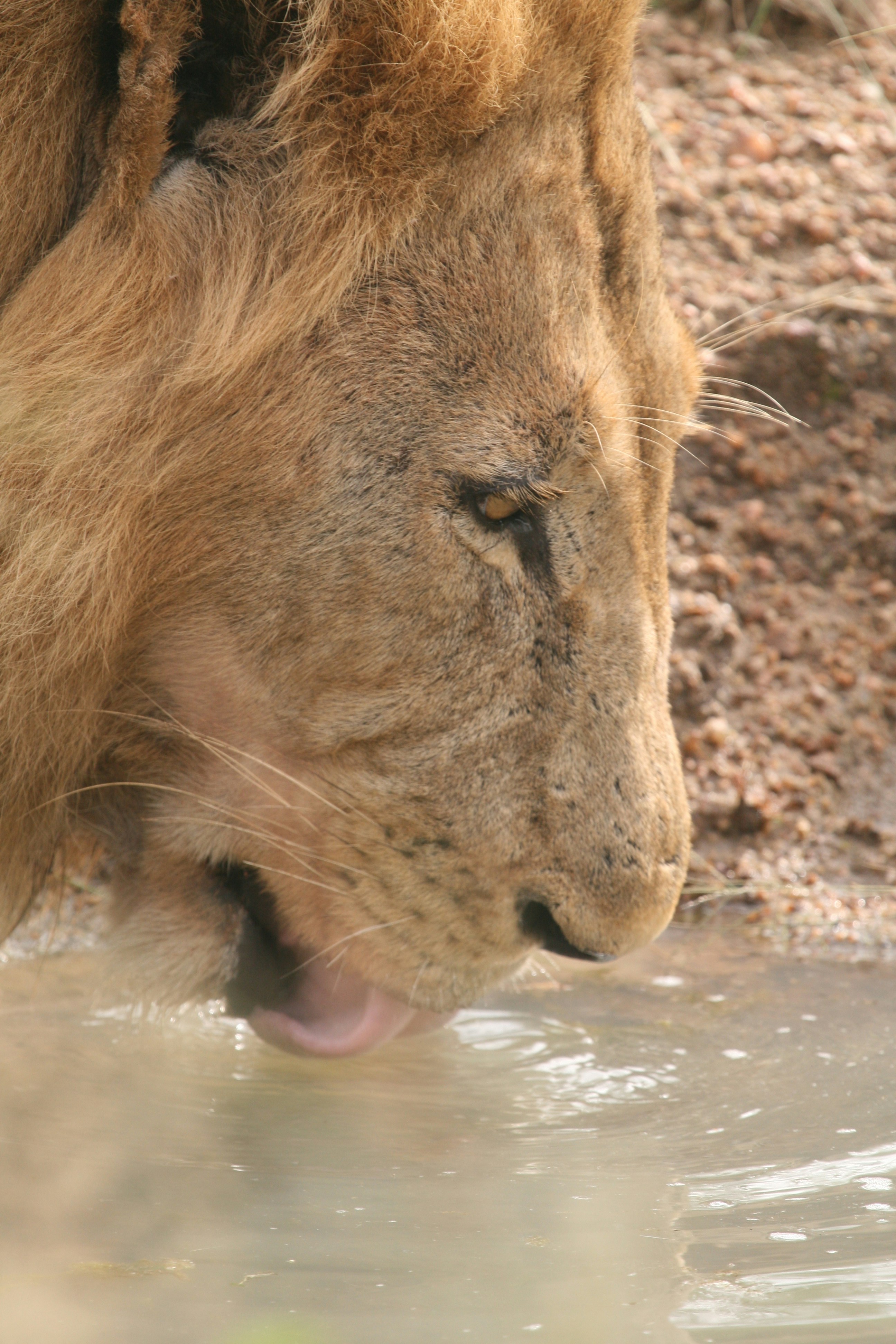 Close-Quarters Sip: A Lioness Quenches at the Water’s Edge