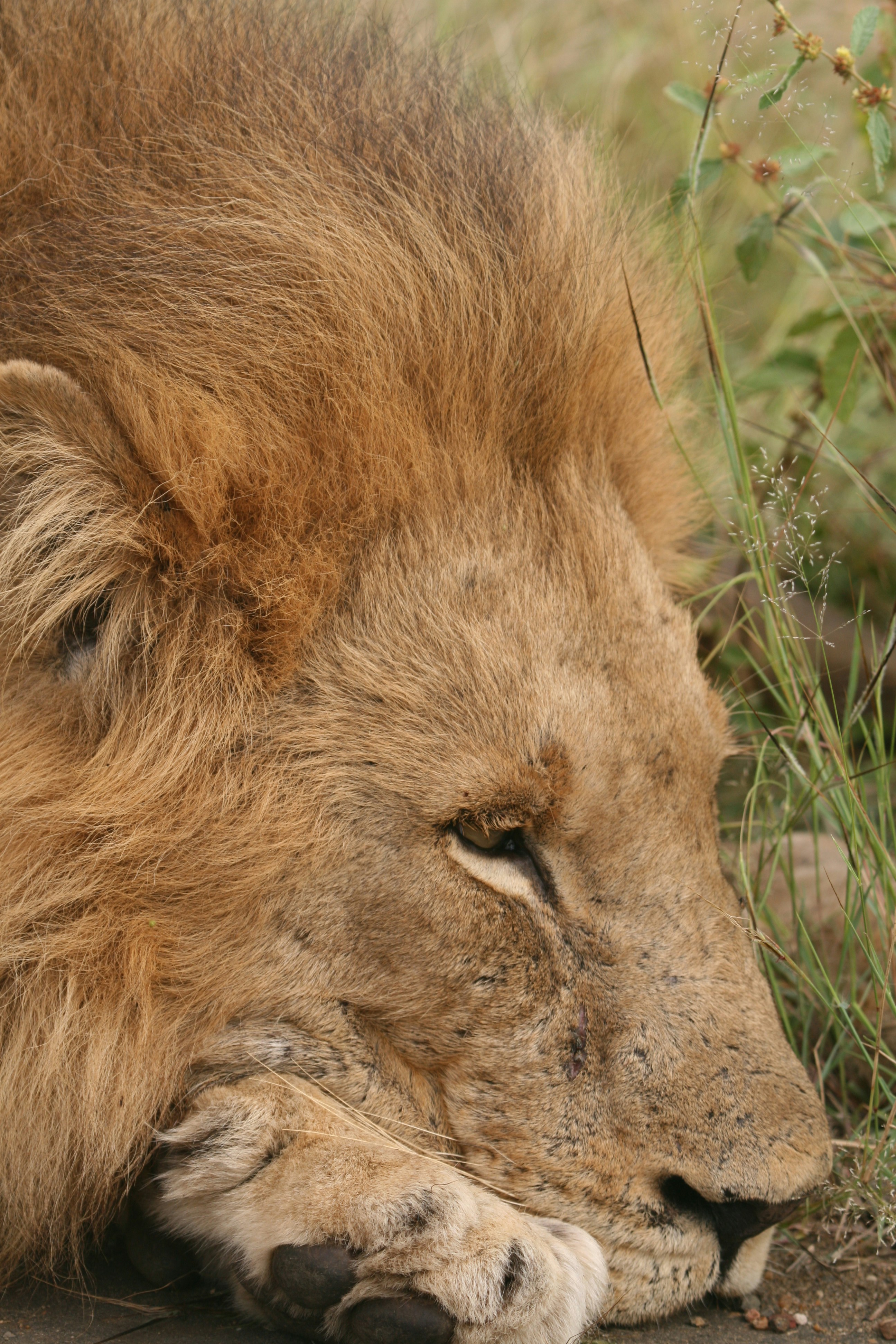 Close-Up of a Resting Lion: Golden Mane and Calm Gaze