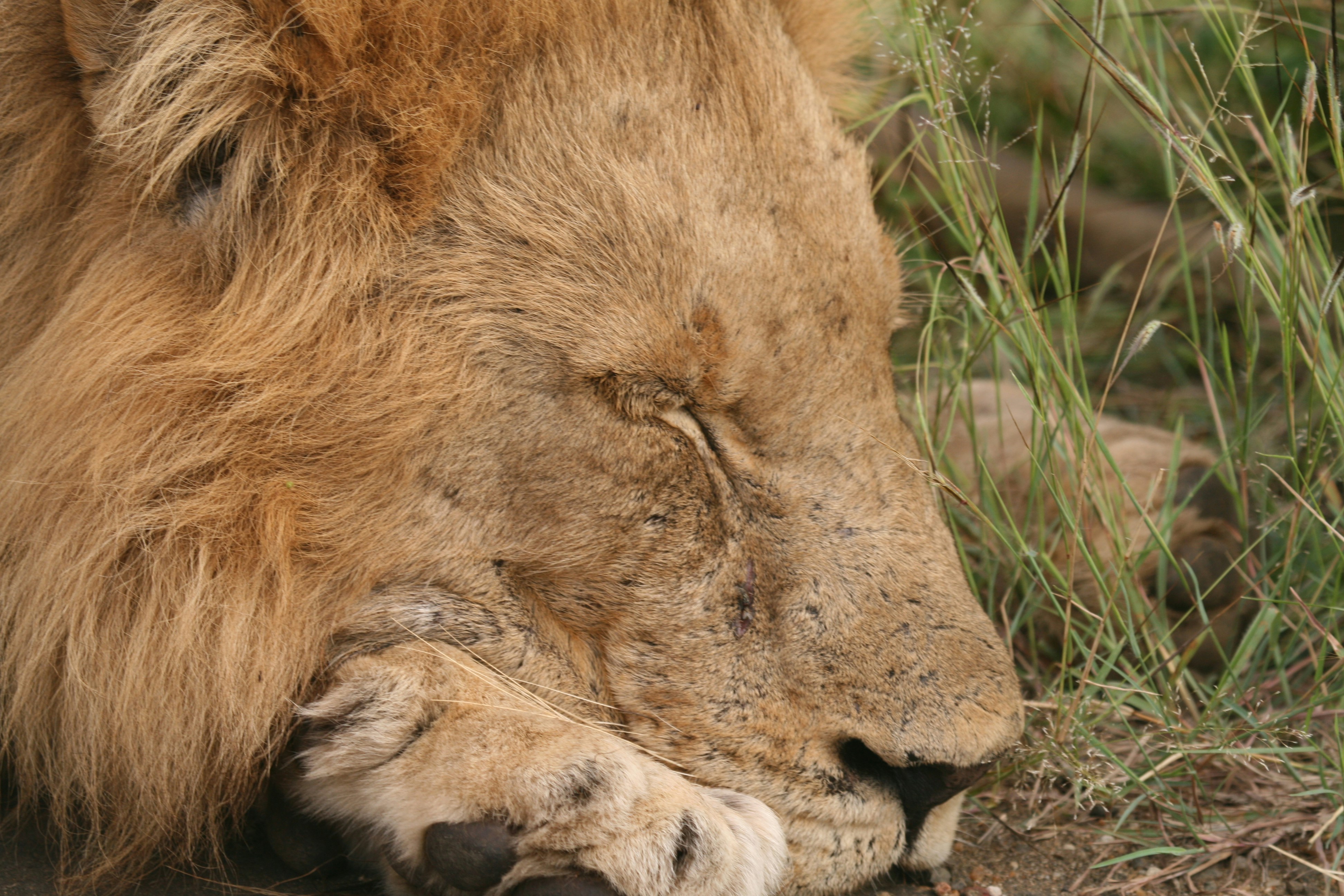 Close-up of a lion resting peacefully among tall grass, showcasing its majestic mane and serene expression.