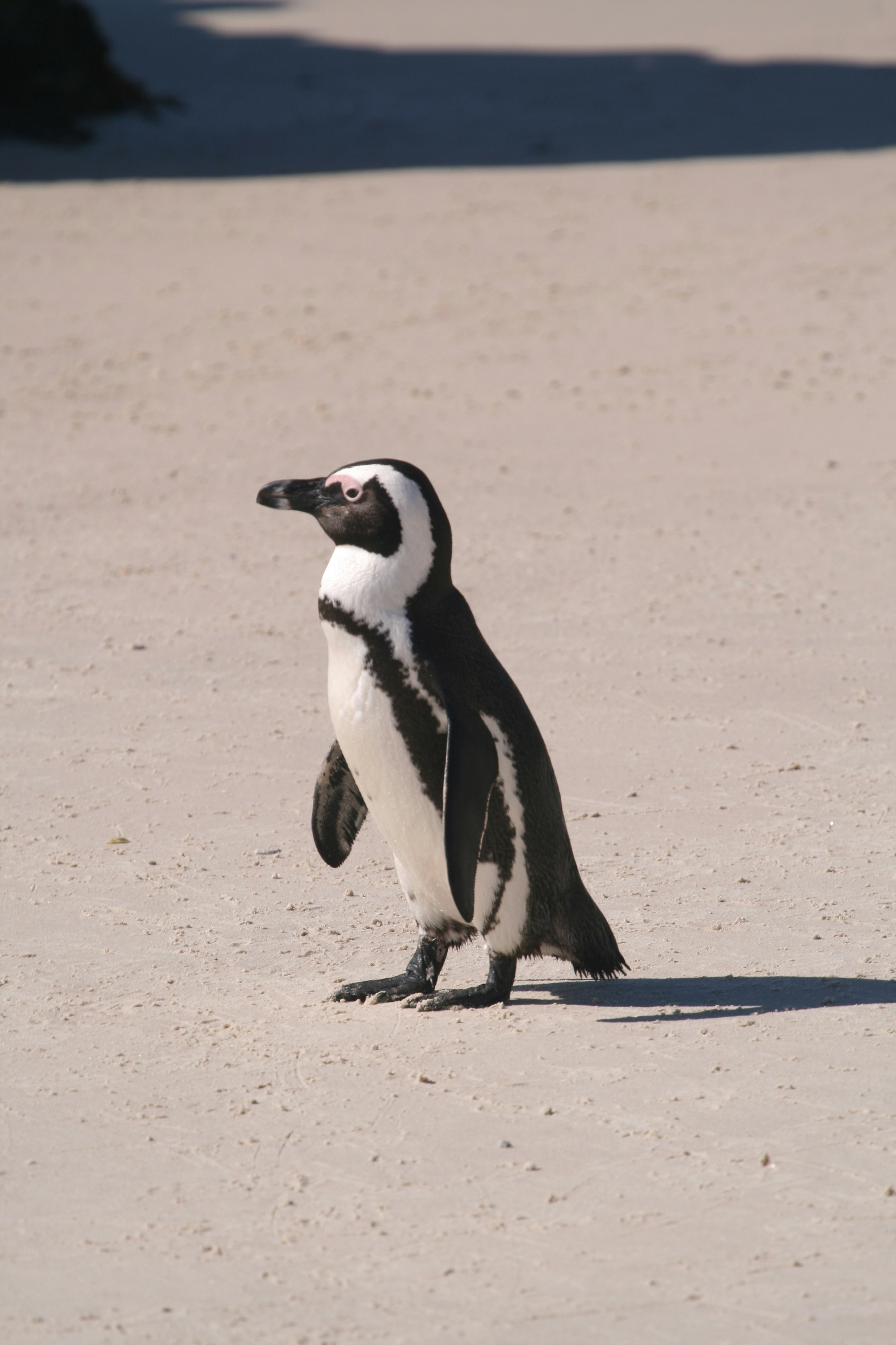 An African penguin standing on a sandy beach, showcasing its distinctive black and white plumage under bright sunlight.