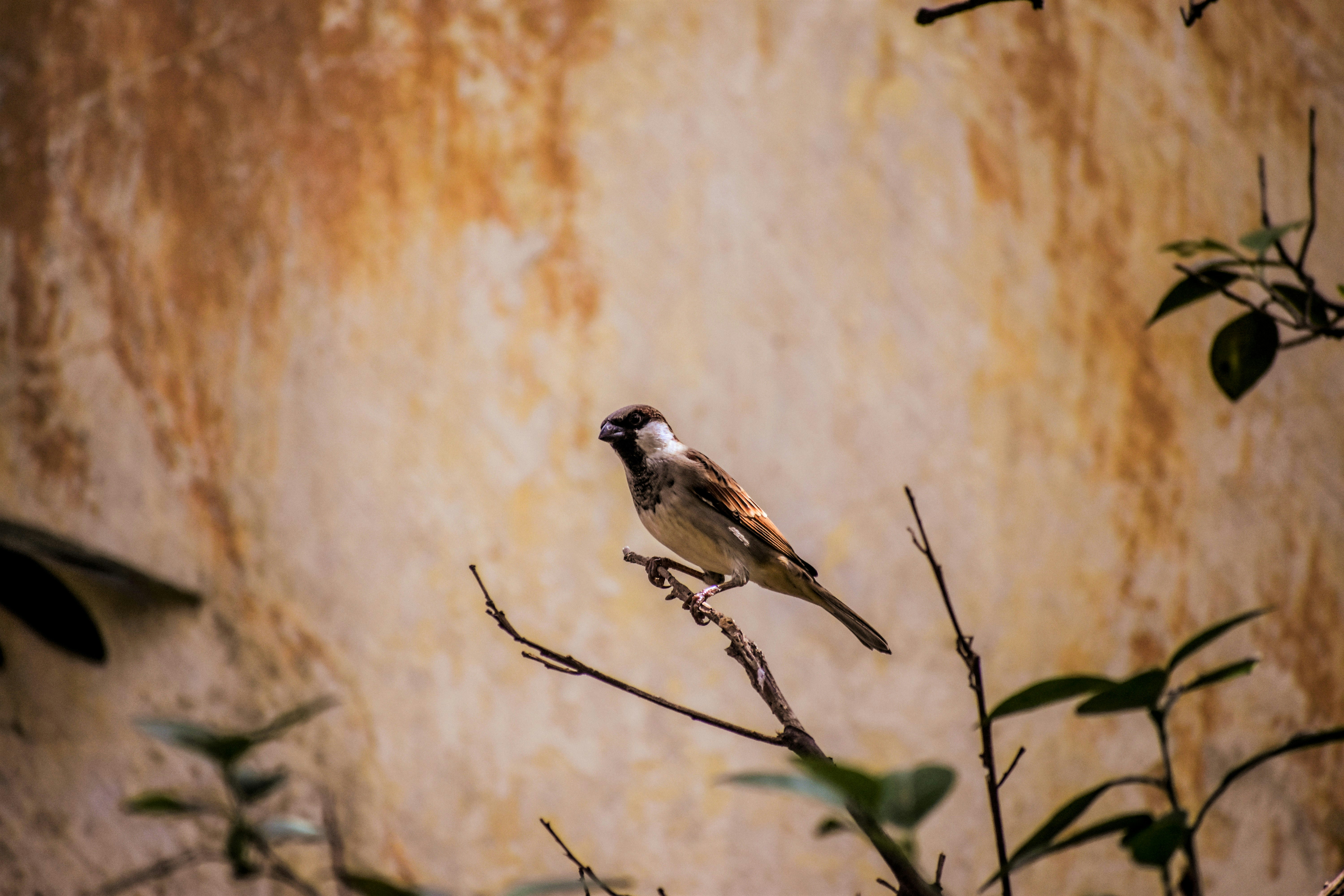 perched brown bird