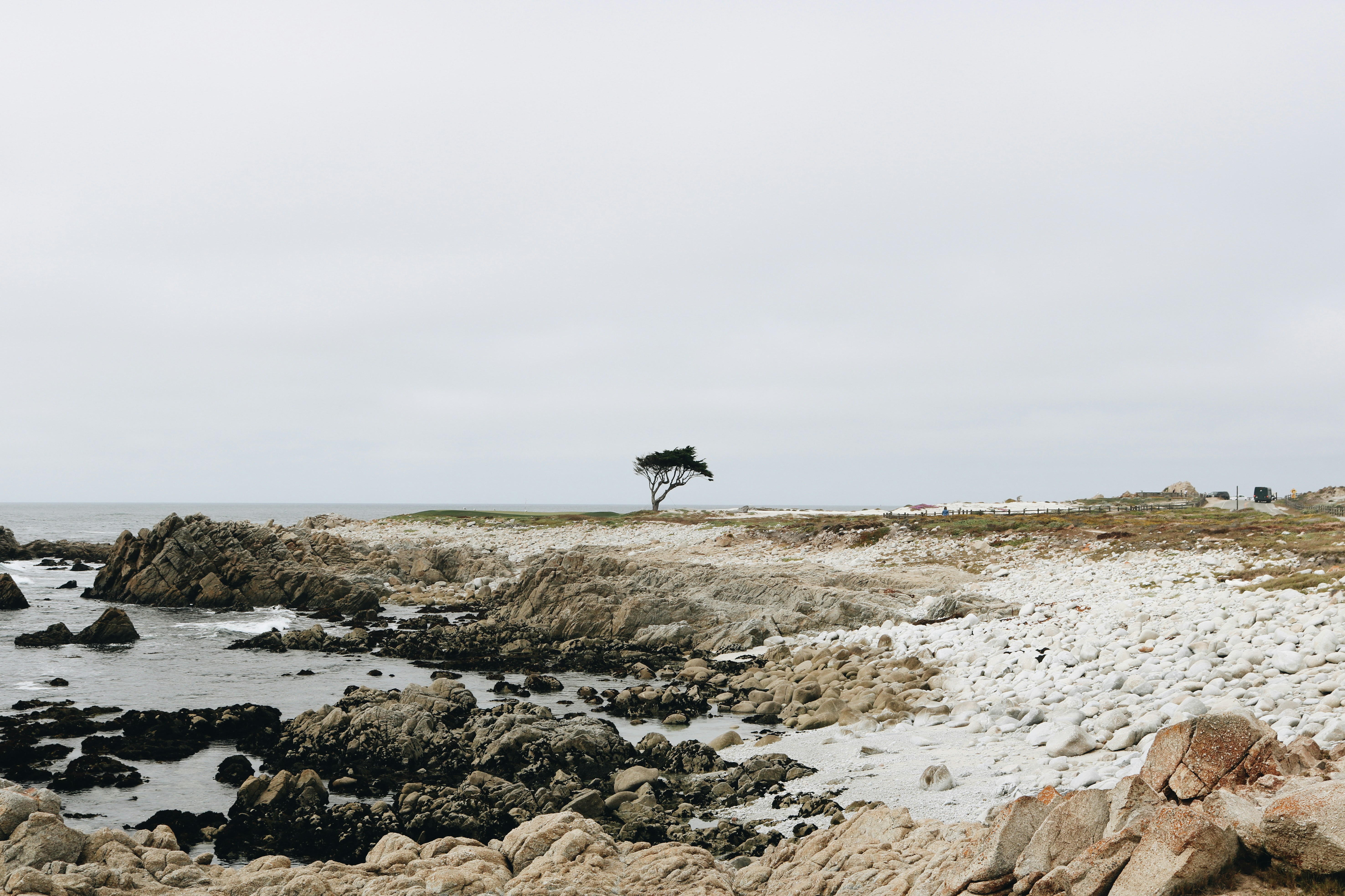 A solitary tree stands resilient against the coastal backdrop, surrounded by rocky shores and tranquil waters.