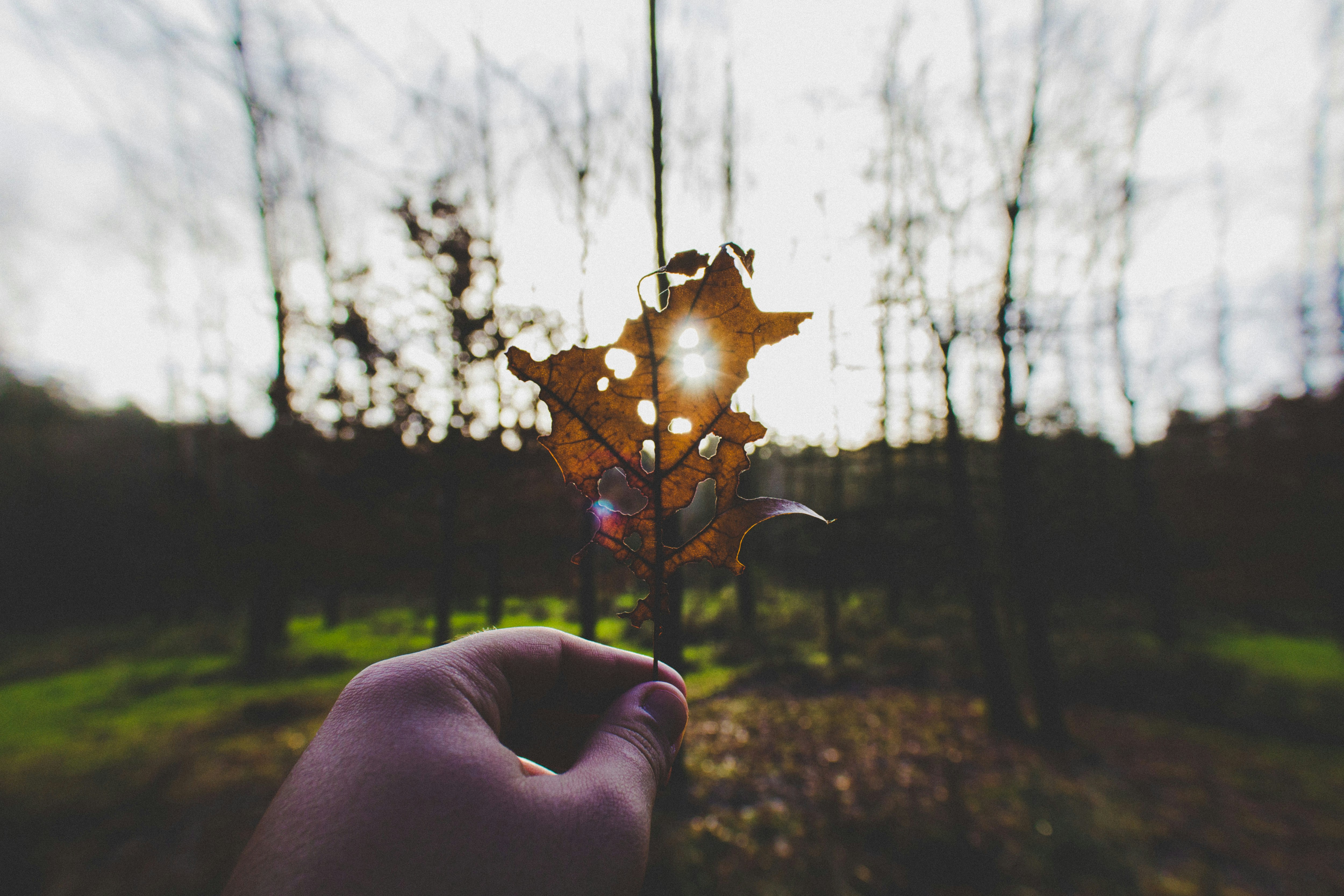 Hand holding a brown, hole-riddled leaf with sunlight streaming through in a forest setting.
