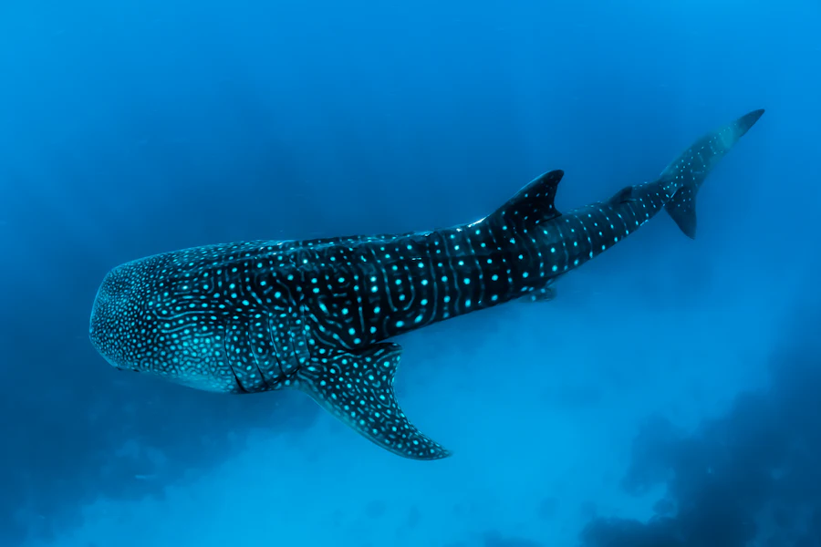 A whale shark swims across clear blue water, its spotted body stretching diagonally through the frame. The ocean fades into darker blue shadows below.