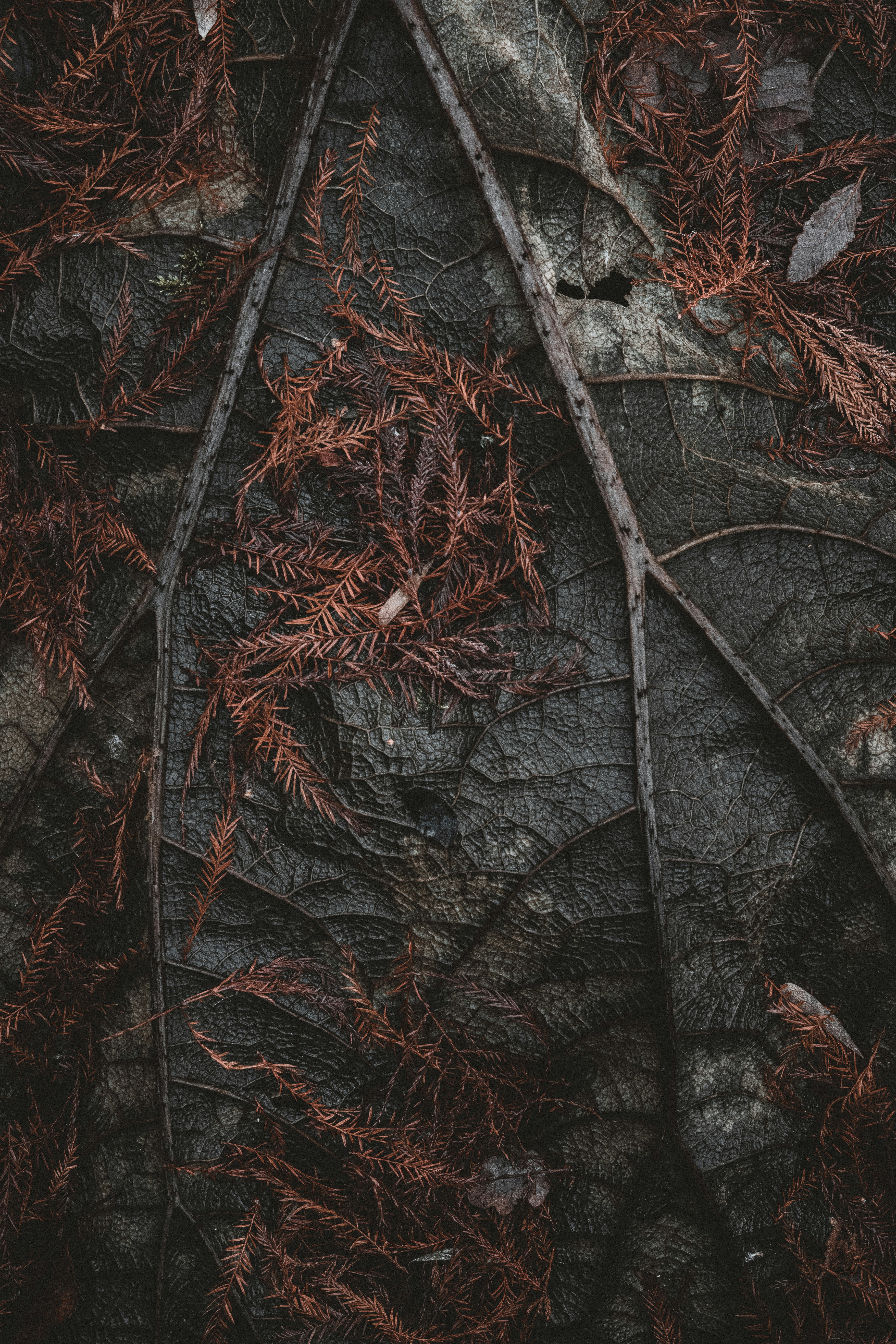 Brown and gray dried leaves photo – Free Grey Image on Unsplash