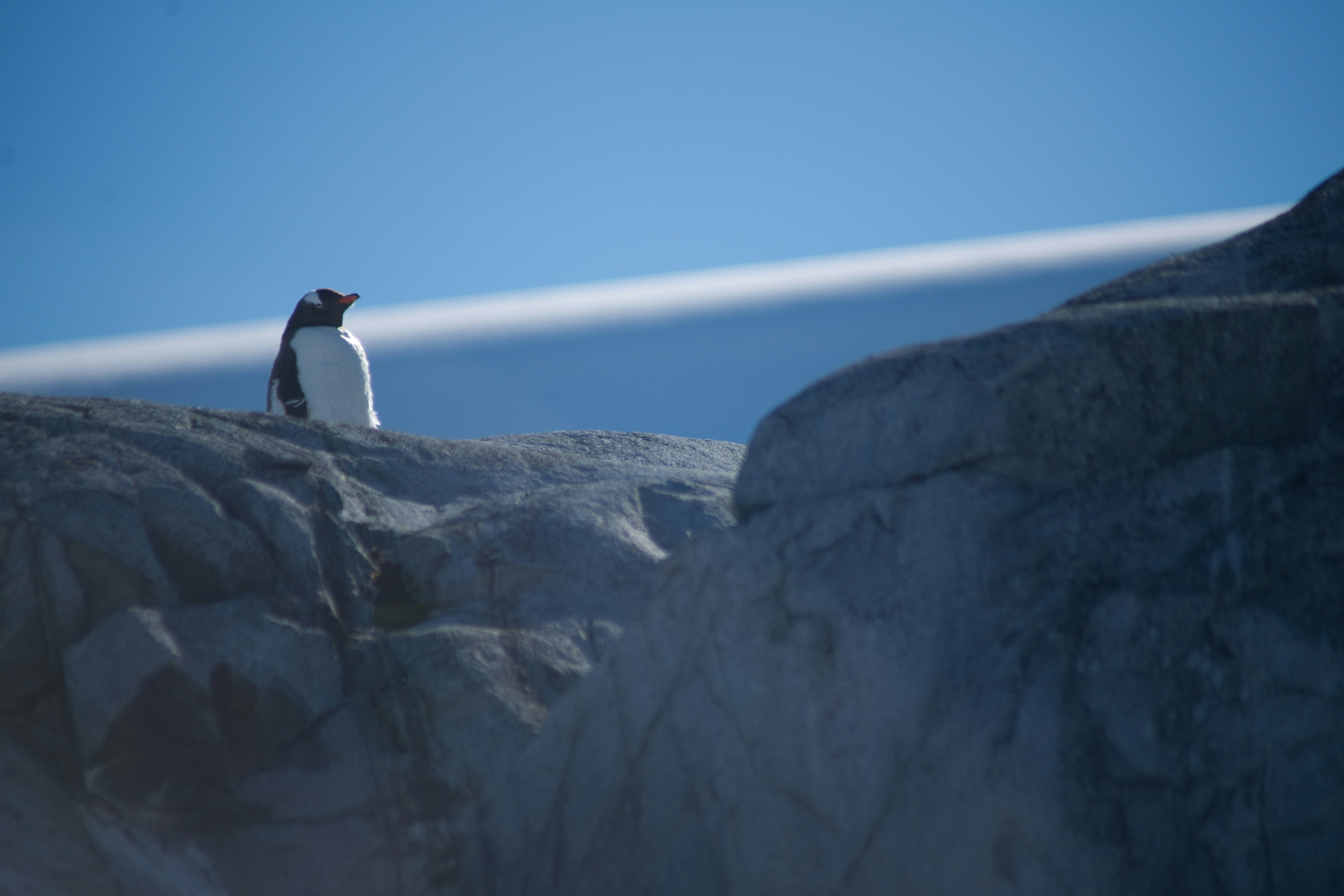 A lone penguin perched on a rocky outcrop against a clear blue sky, embodying the stark beauty of its icy habitat.
