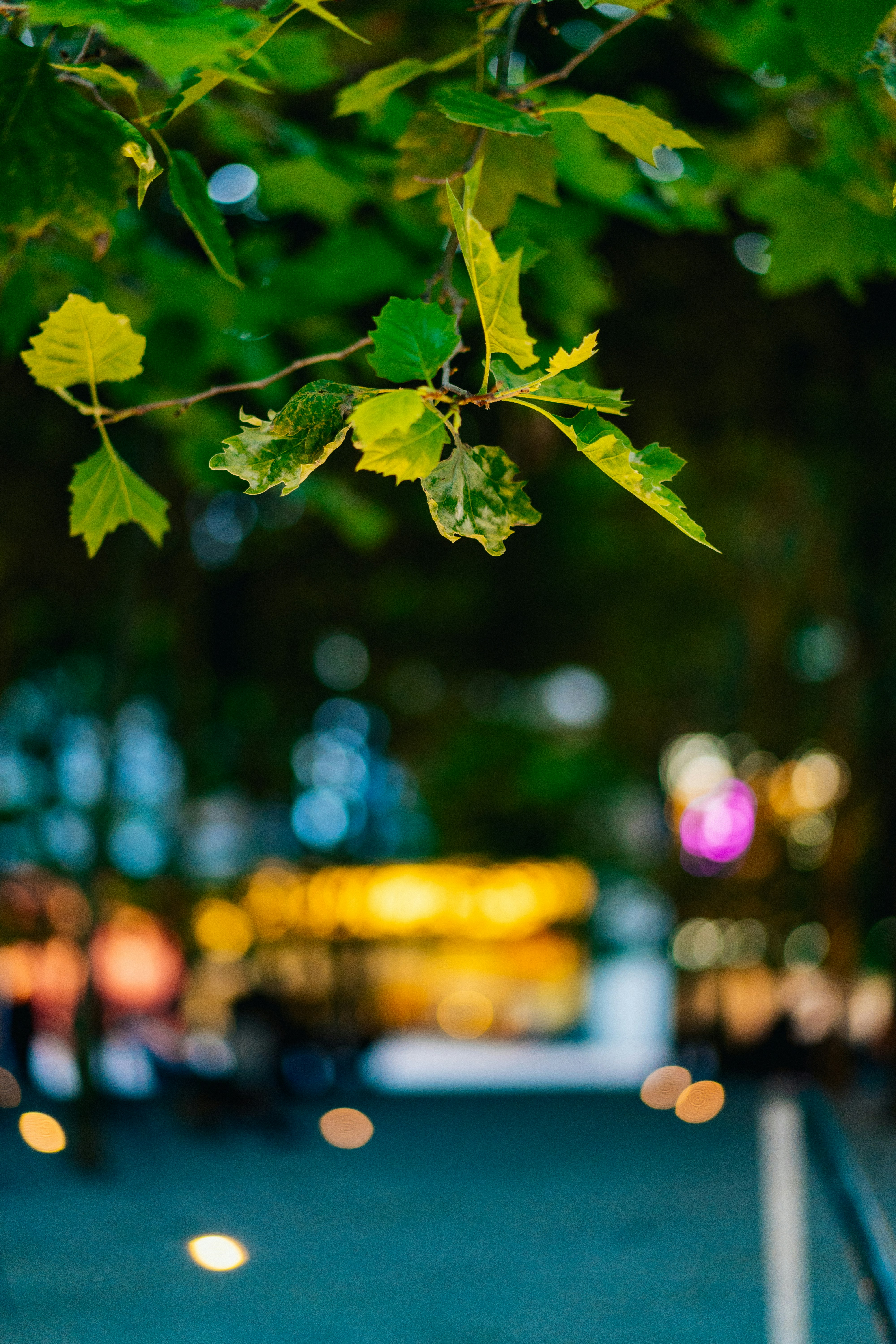 Close-up of green leaves with blurred city lights in the background.