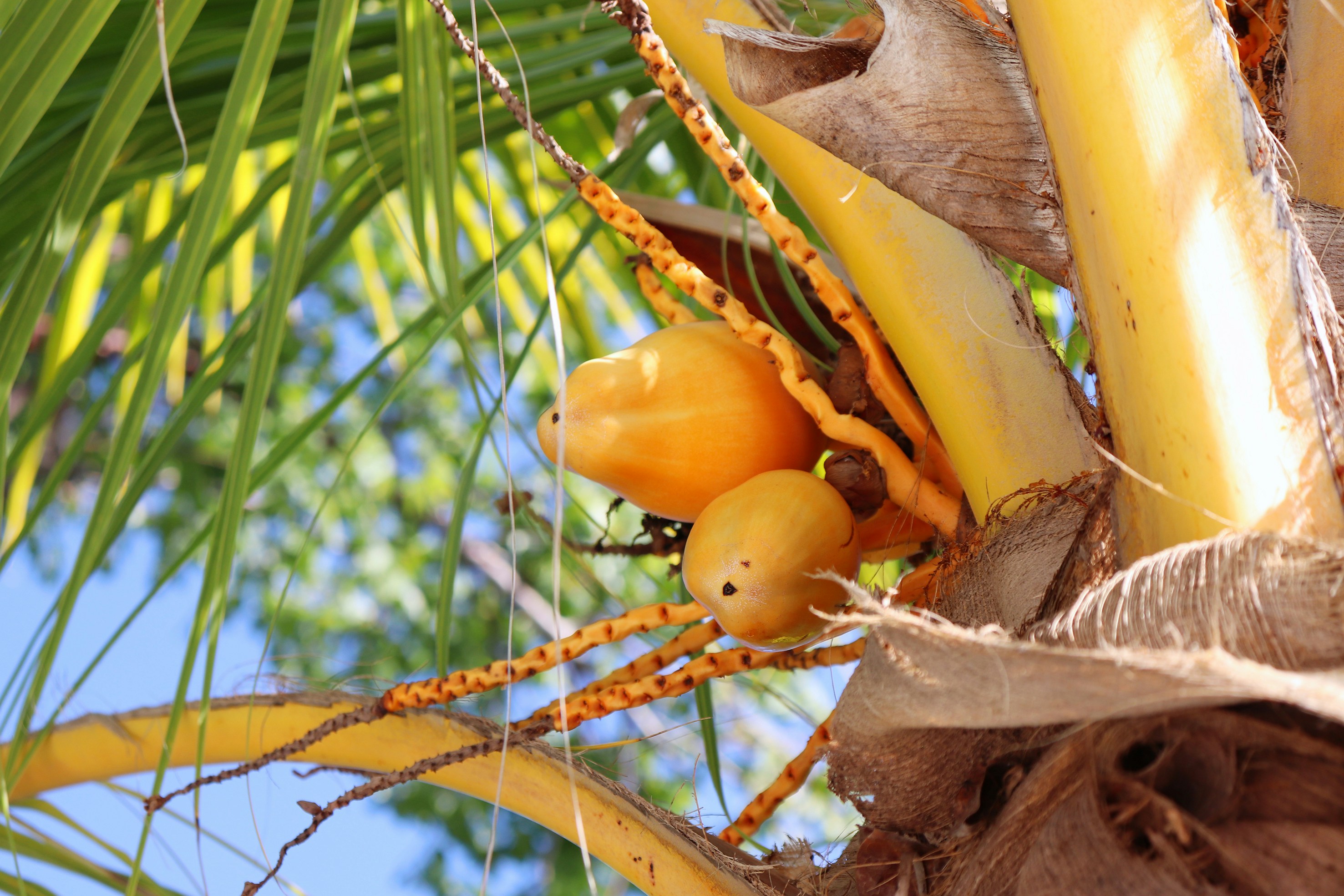 Clusters of ripe coconuts hanging from a palm tree, showcasing vibrant yellow hues against a backdrop of lush green leaves.