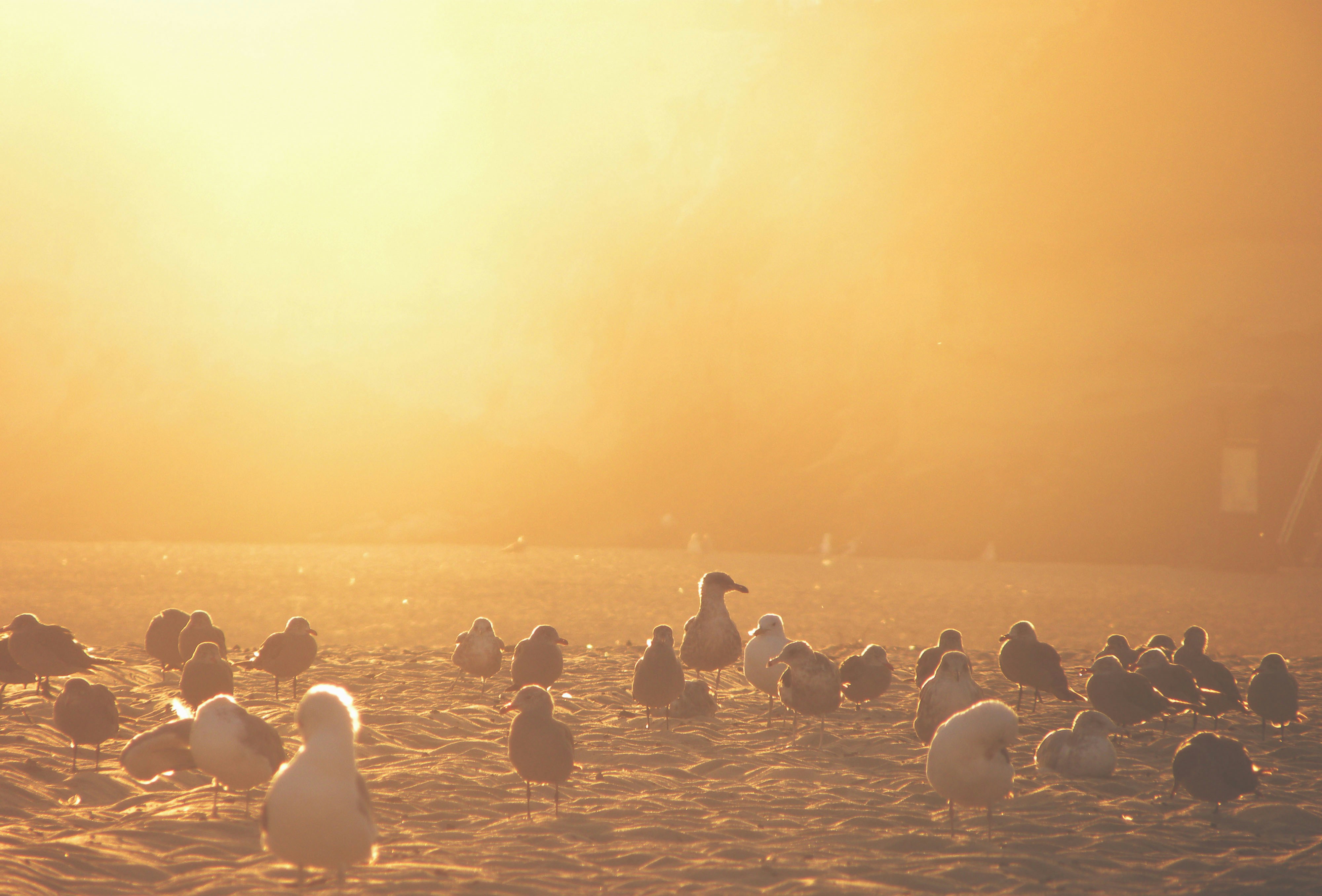 Sunlit Flock: Seabirds Gather at Dune-Softened Dawn
