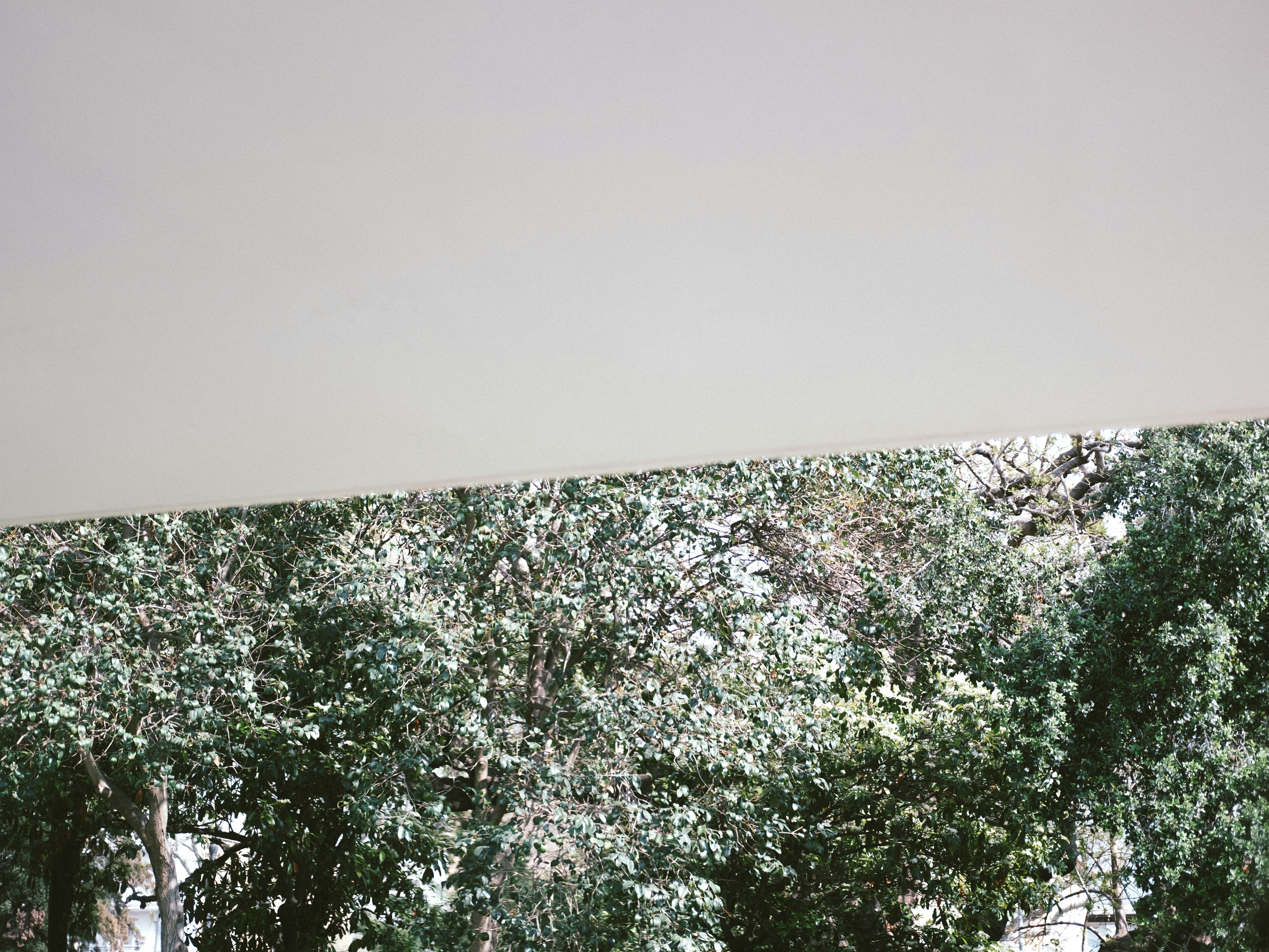 Ceiling Divide: Green Canopy Framed by a White Plane