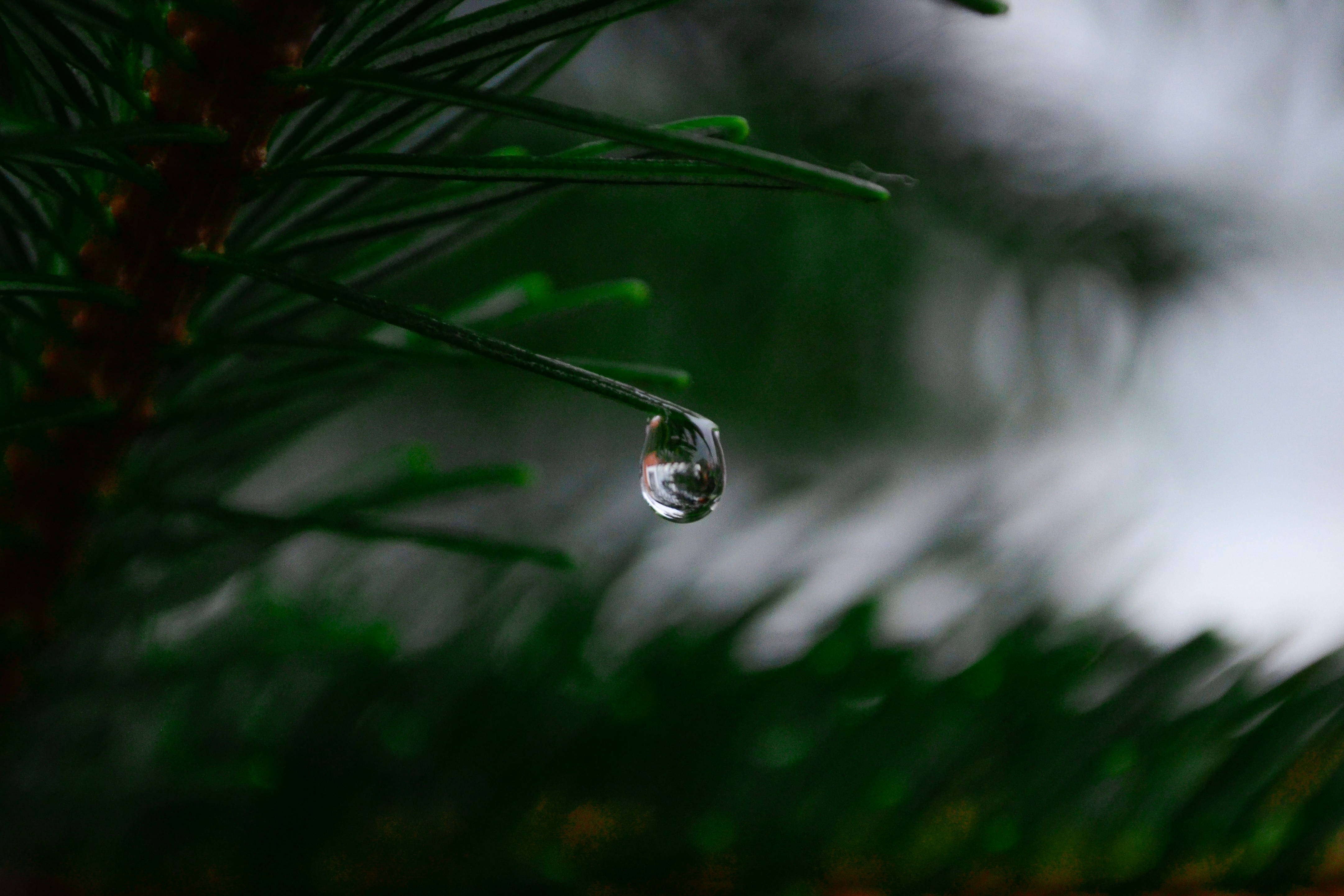 Single raindrop delicately hanging from a pine needle with a blurred green background.
