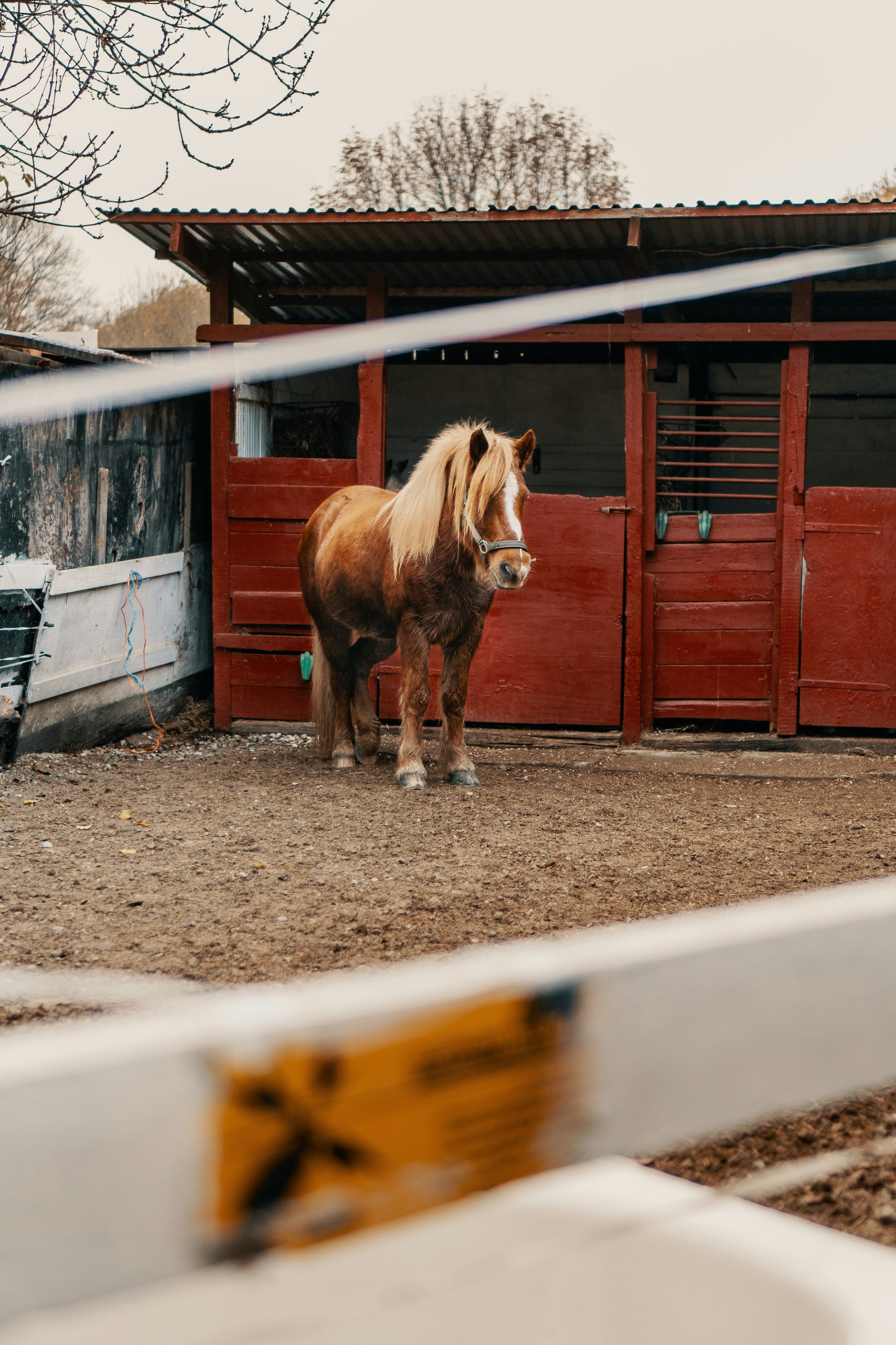 Chestnut Horse at Stall Doorway in a Red Wooden Stable