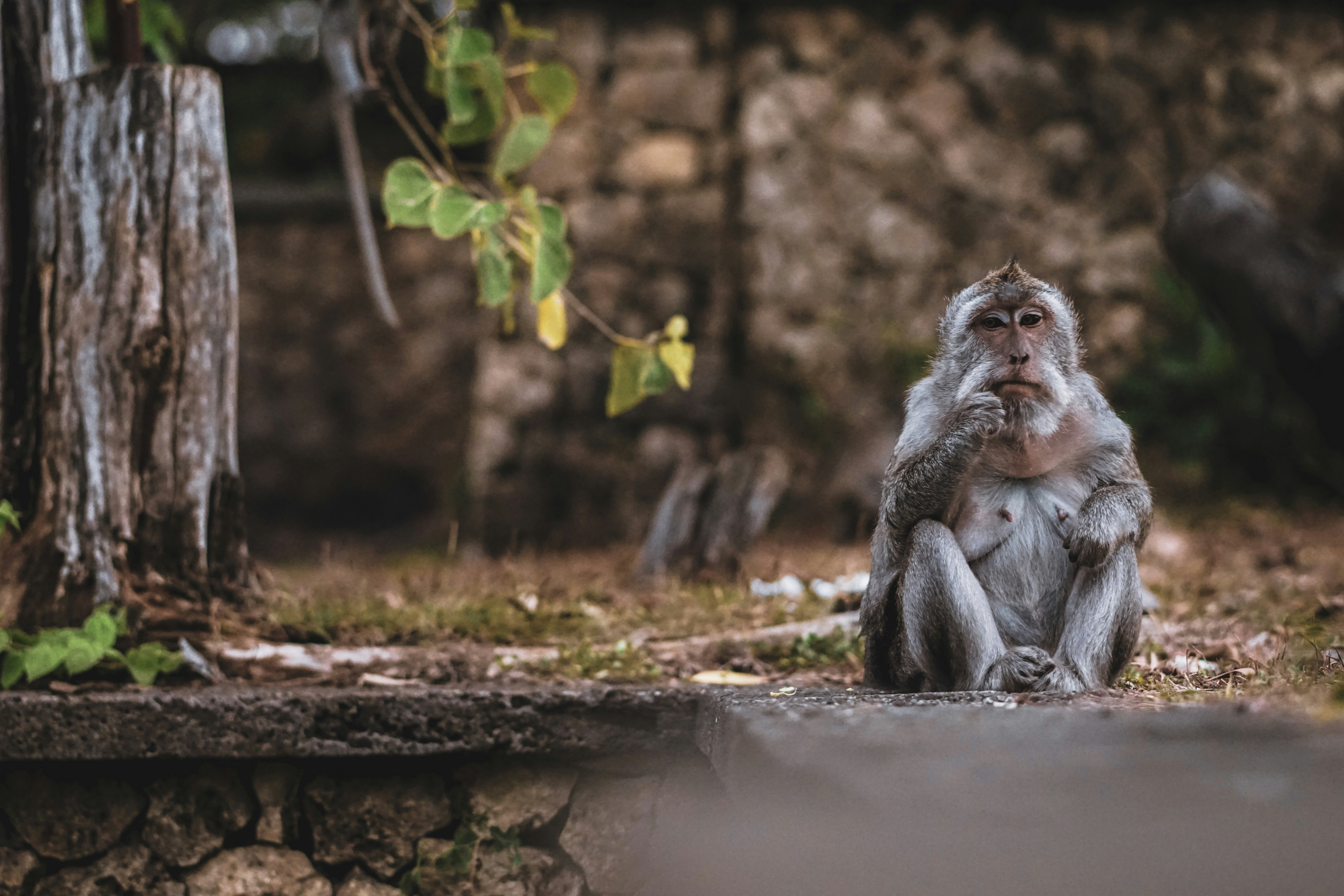 Monkey sitting on grey concrete bench during daytime photo – Free ...