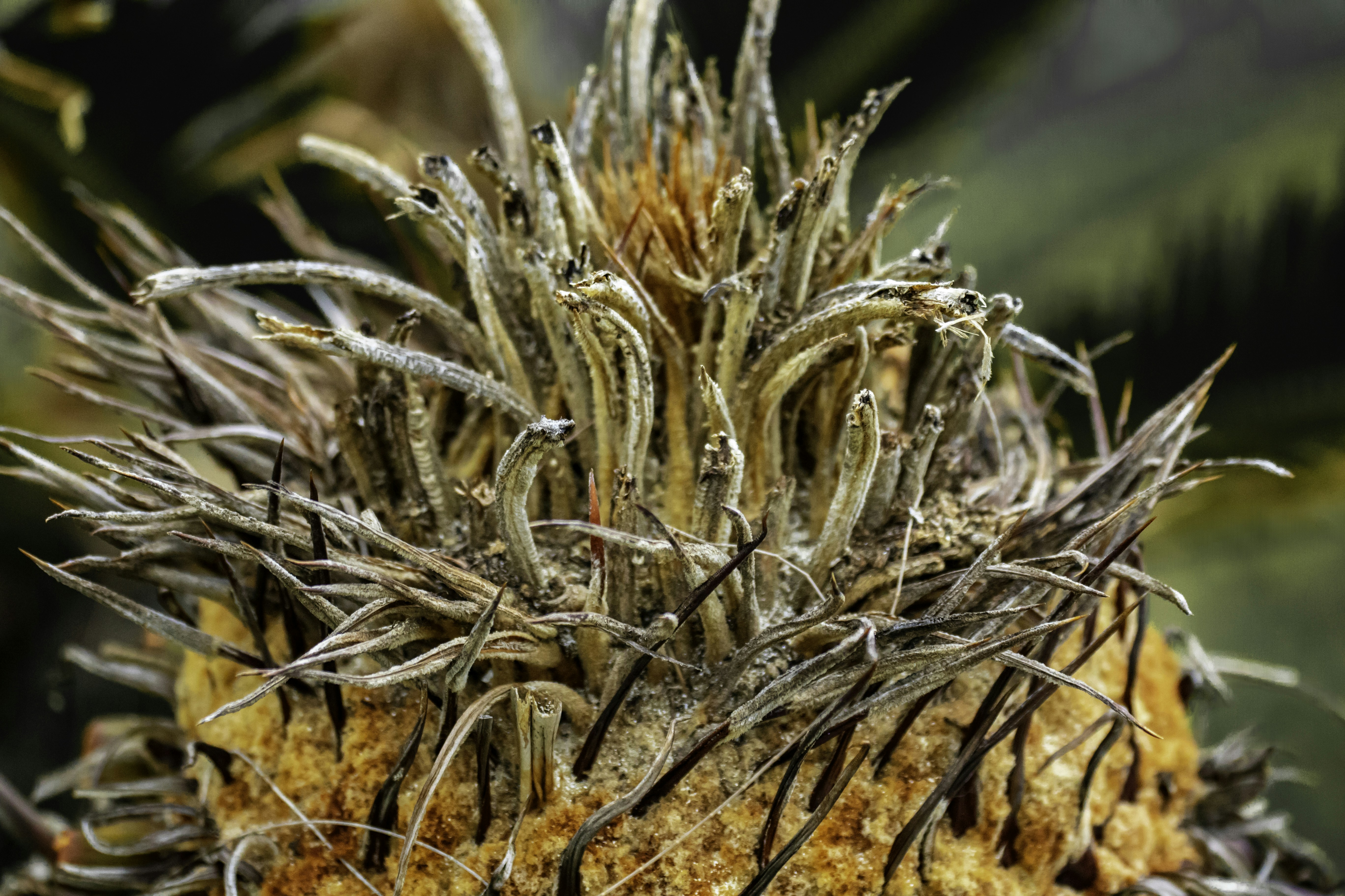 Desert Crown: A Macro Portrait of a Dried Seedhead's Bristled Silhouette