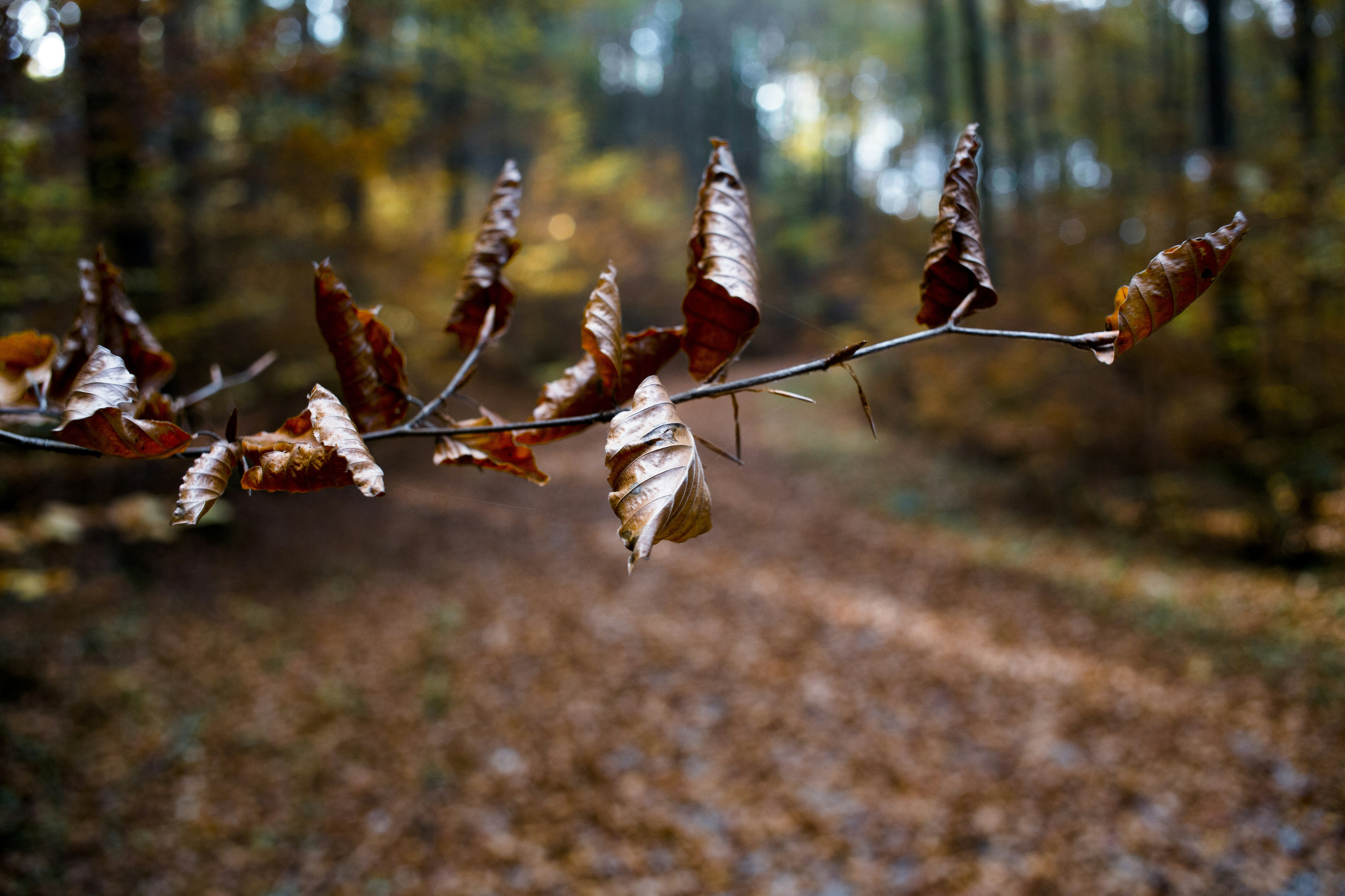 Autumn in Focus: A Branch Framing a Quiet Forest Path