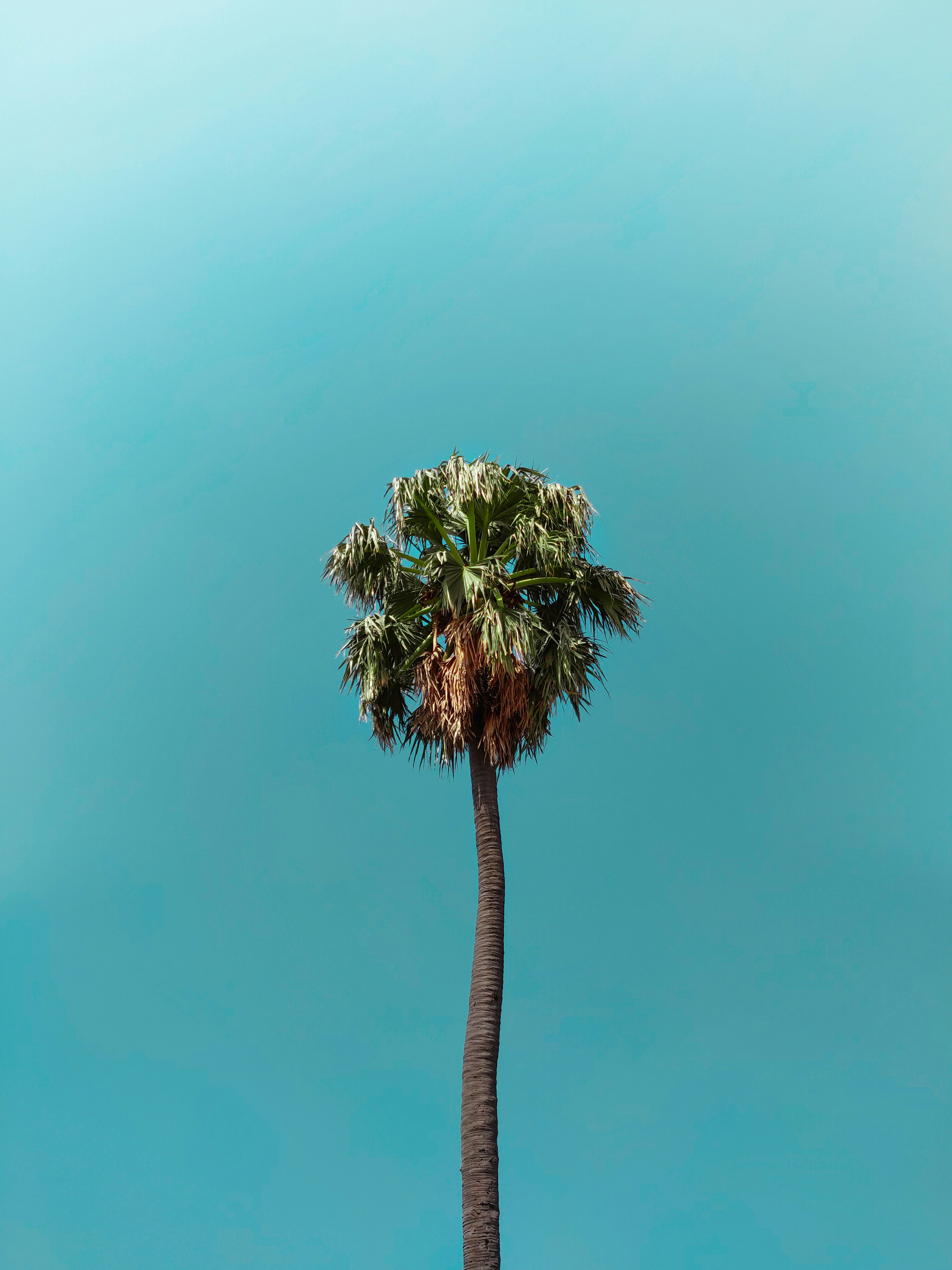 Tall palm tree reaching towards a clear blue sky, showcasing its lush fronds and slender trunk.
