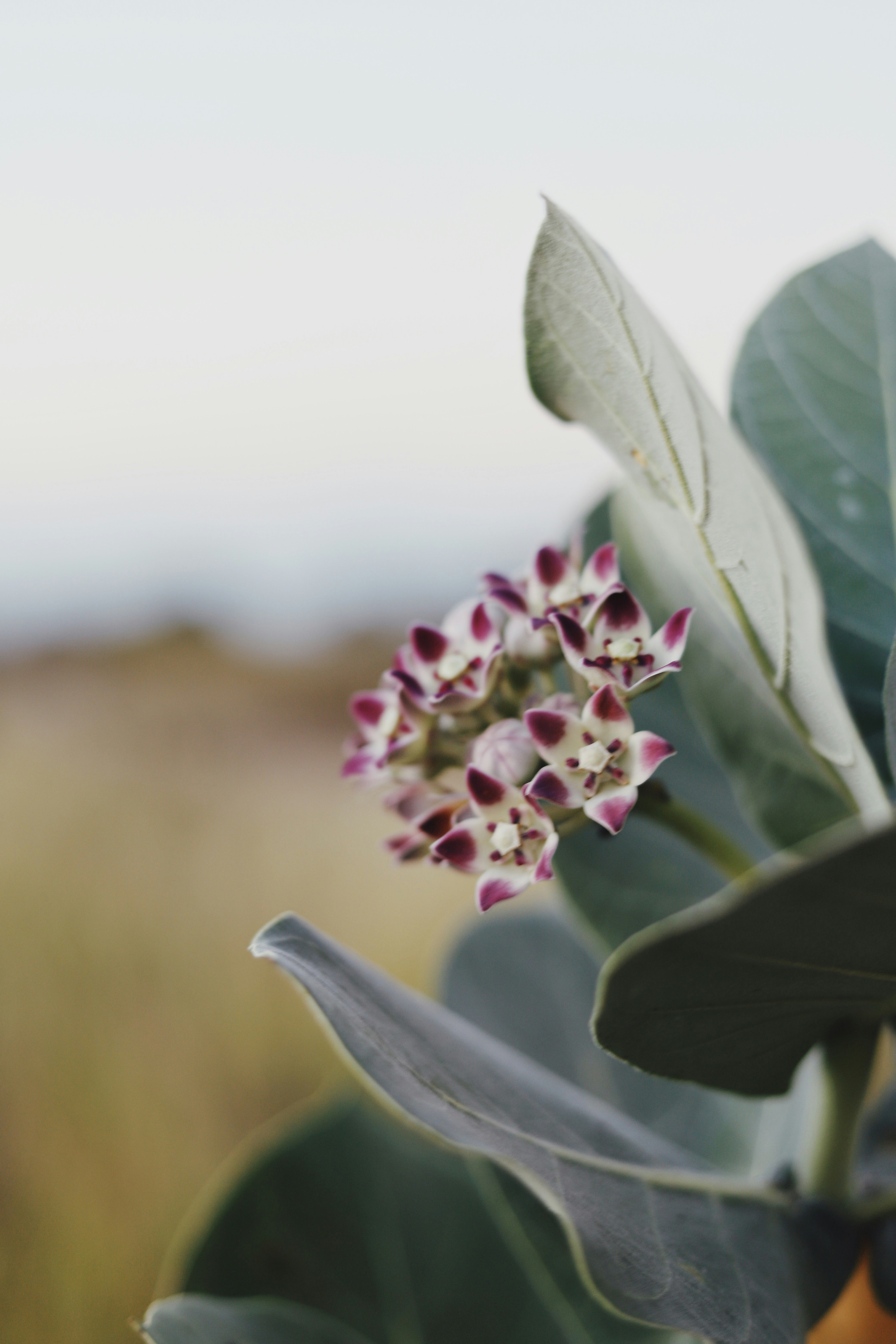 Bloom Against a Quiet Horizon
