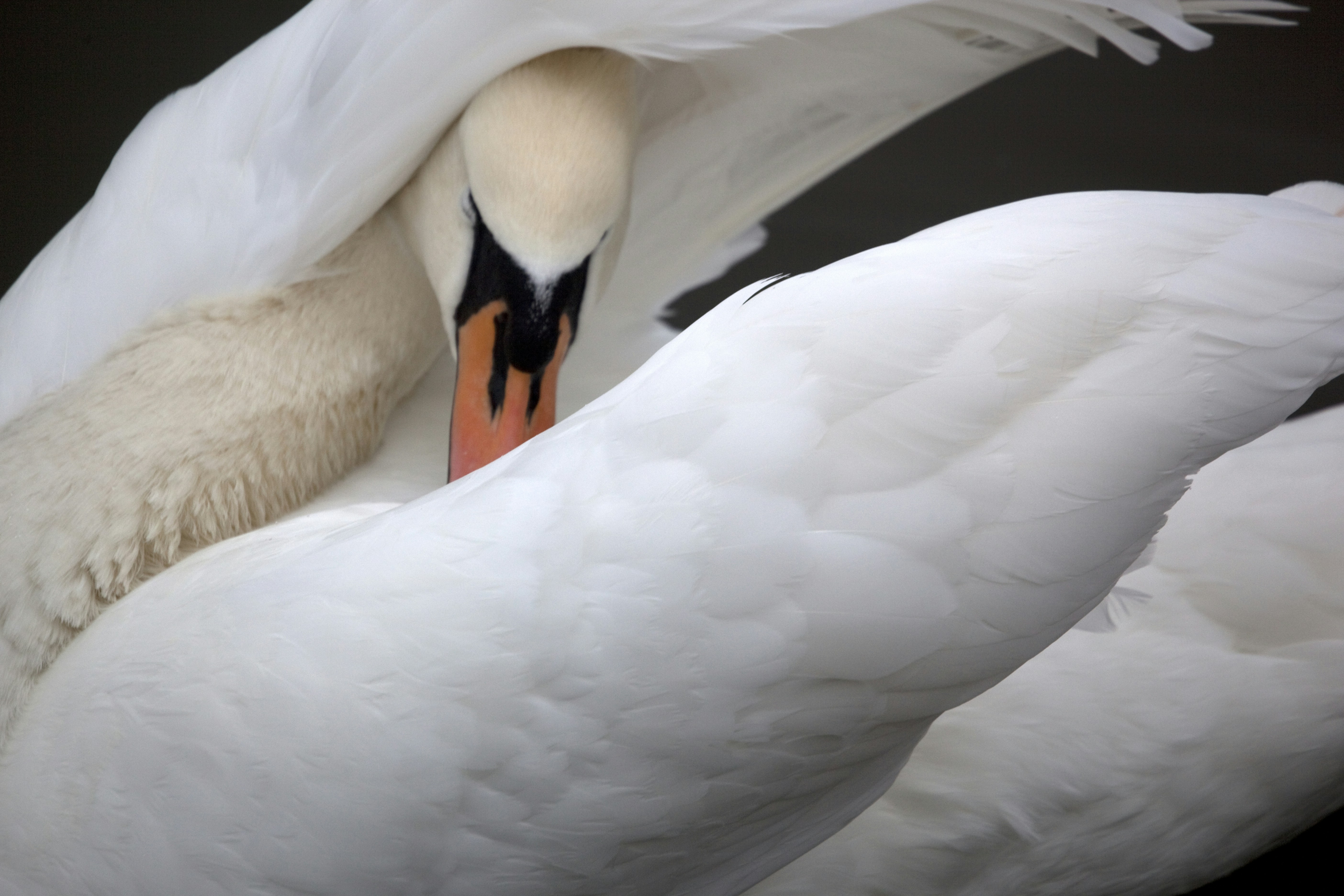 Beak in Velvet White: A Swan's Quiet Contour