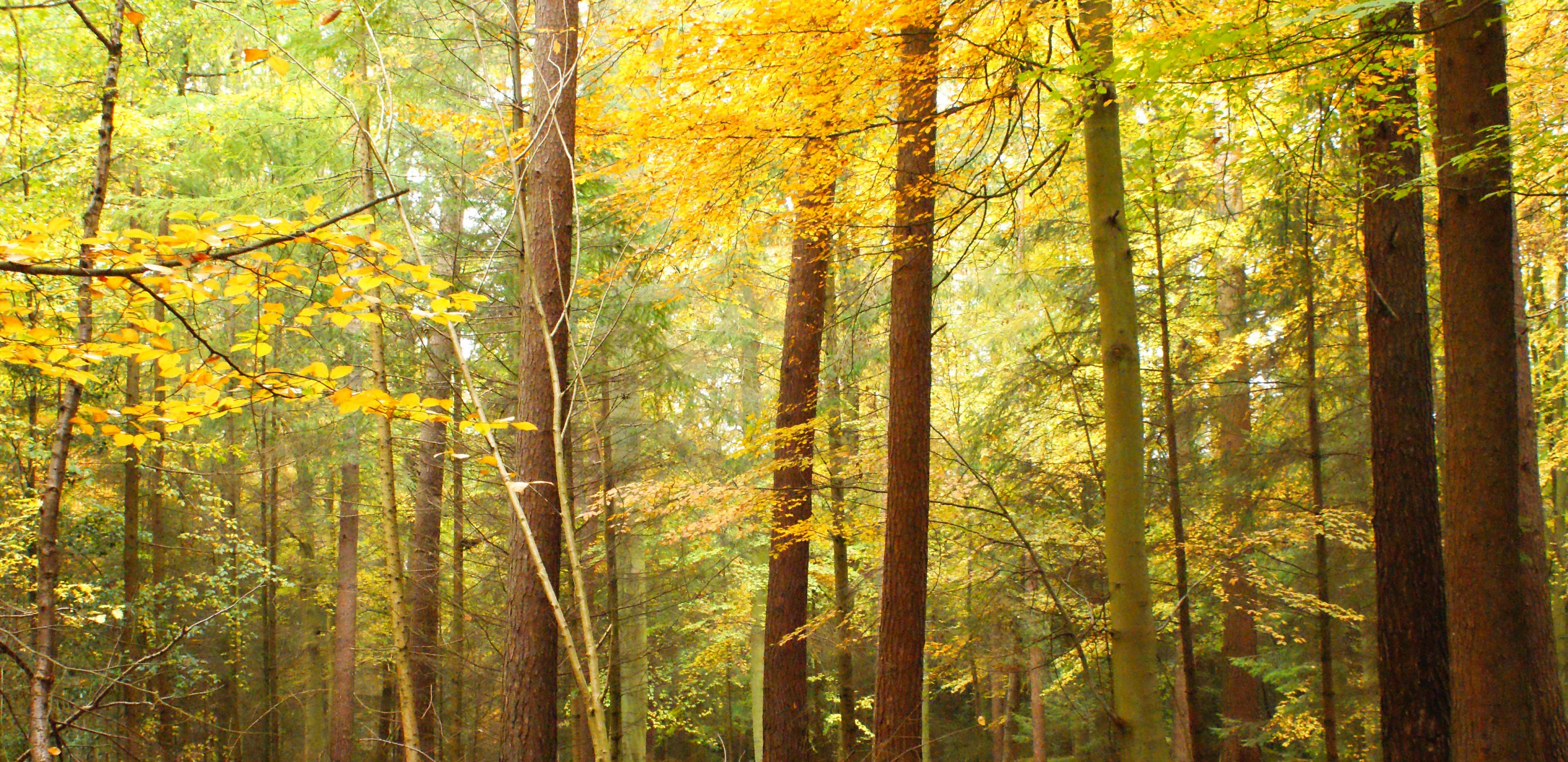 Sunlight filtering through tall trees with golden and green leaves in a serene forest.