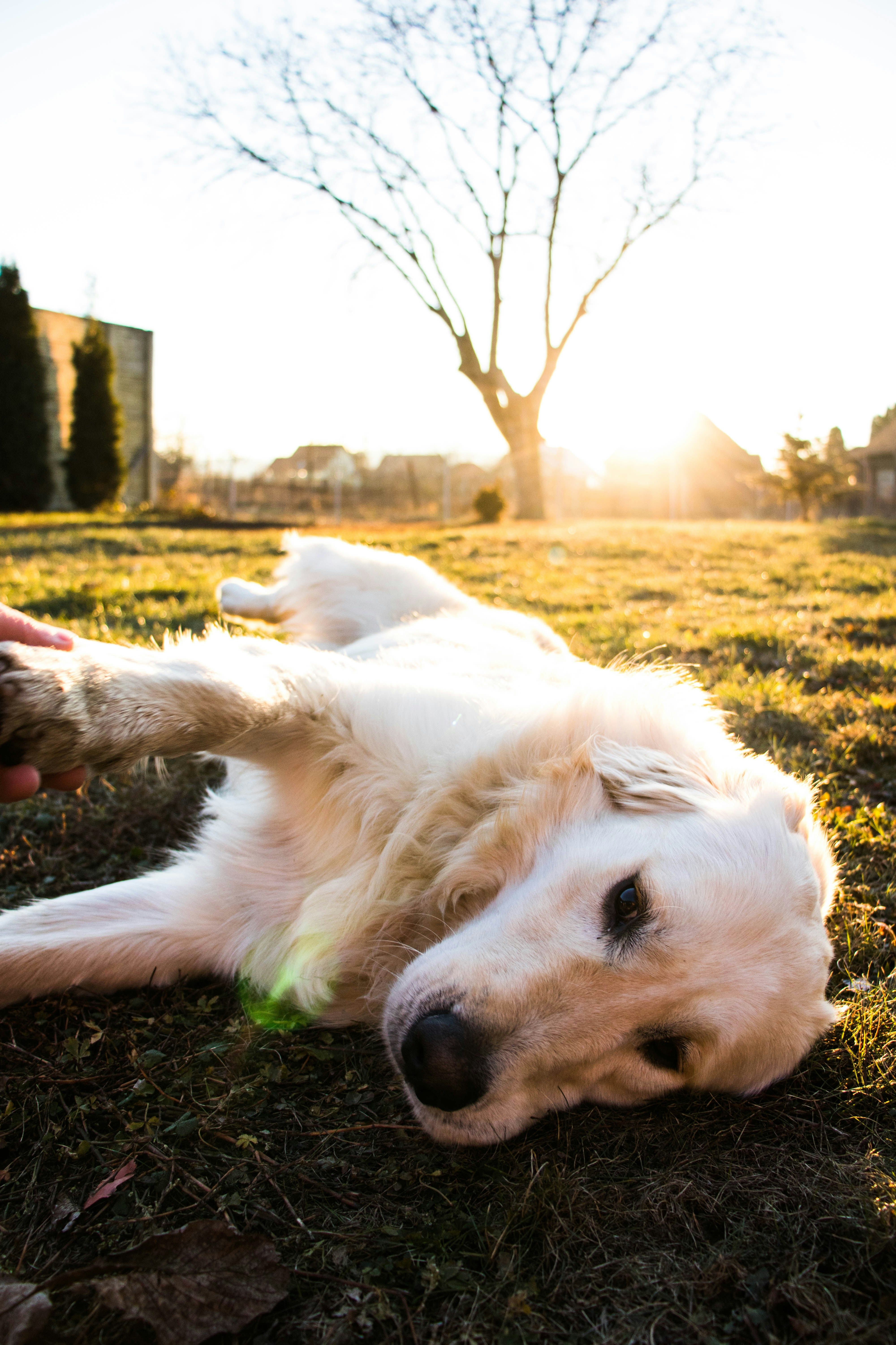 Adult golden Labrador retriever photo – Free Dog Image on Unsplash