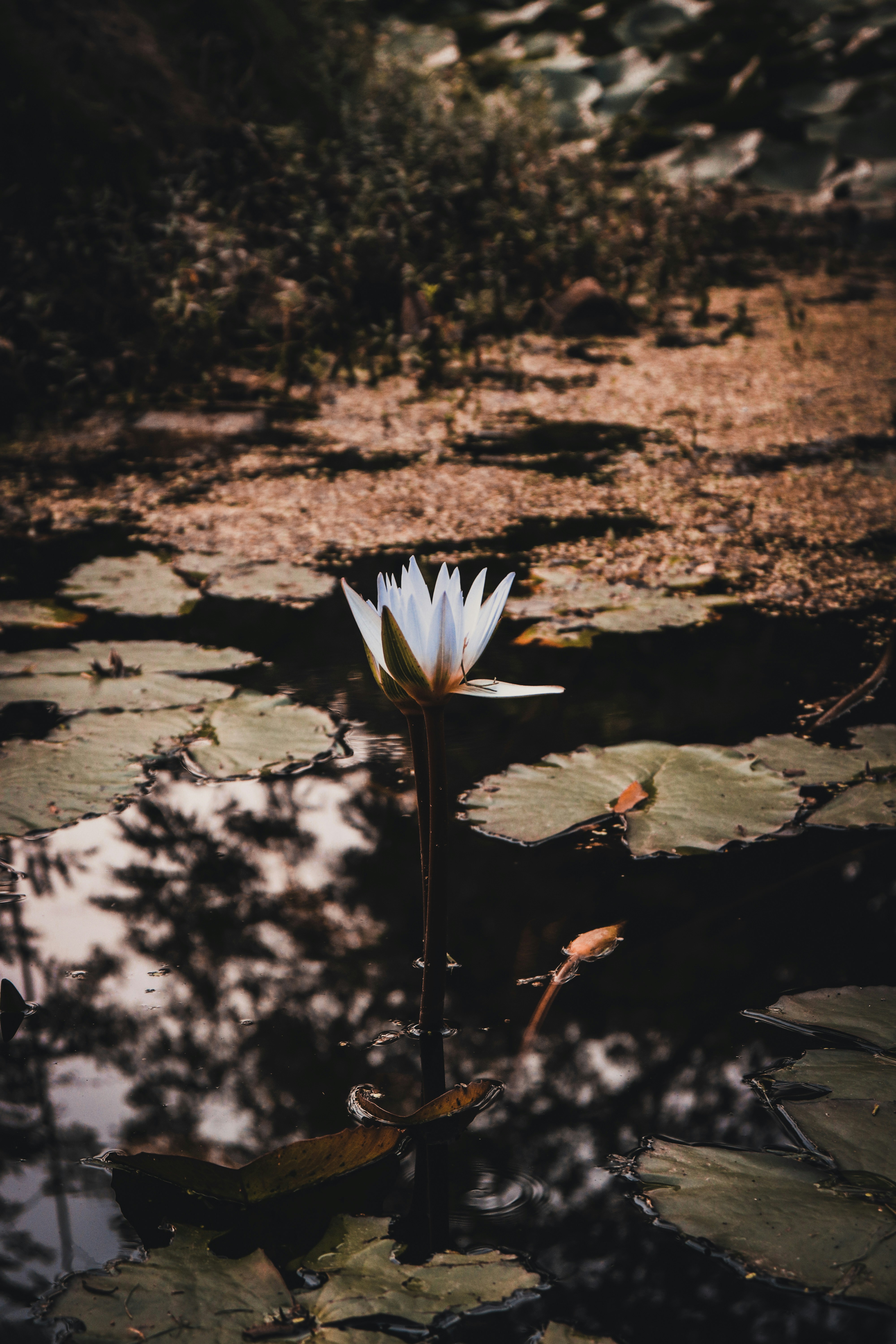 Lotus 🌸 | white water lily flower