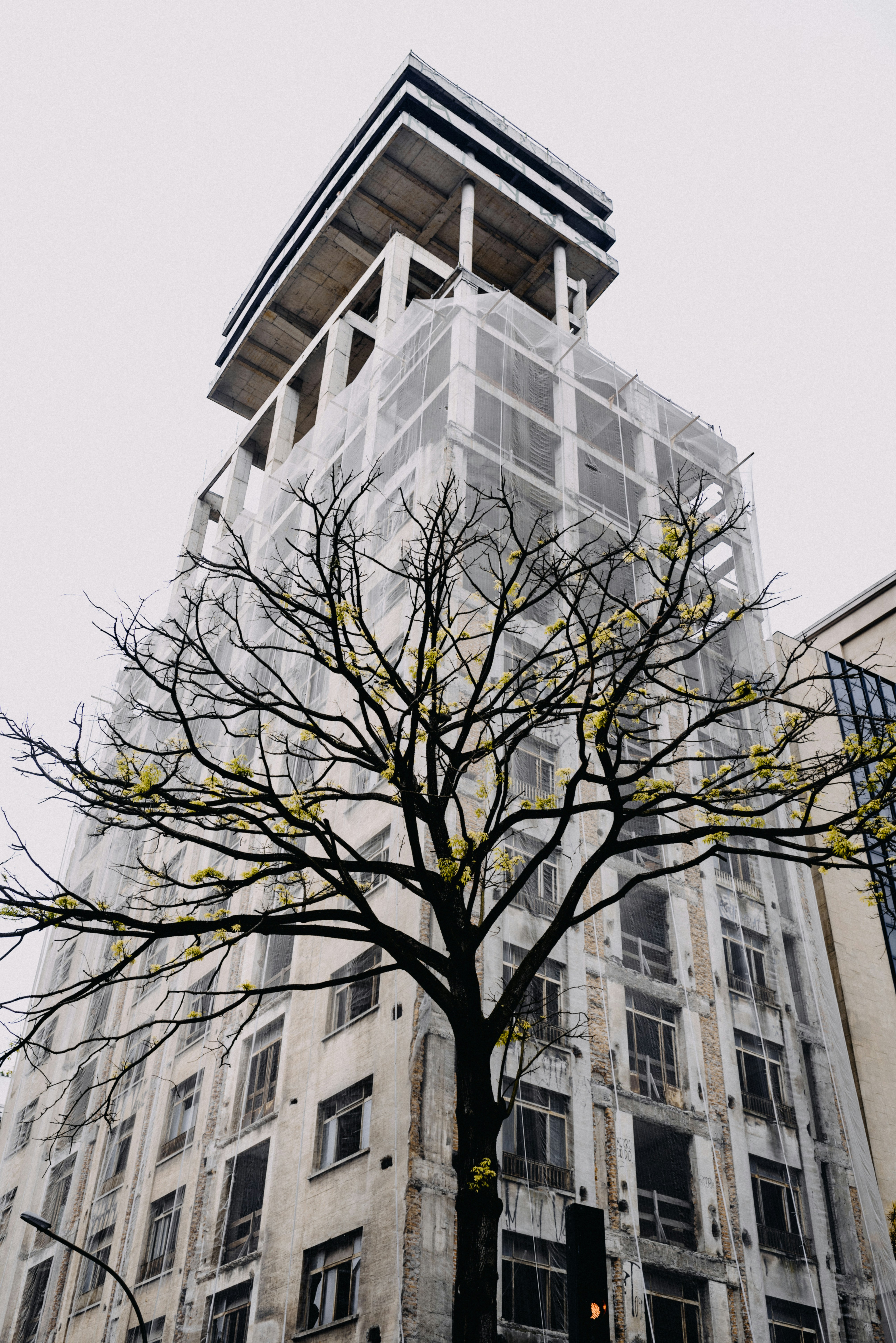 Concrete Crown: Towering Structure Above a Quiet Street Tree