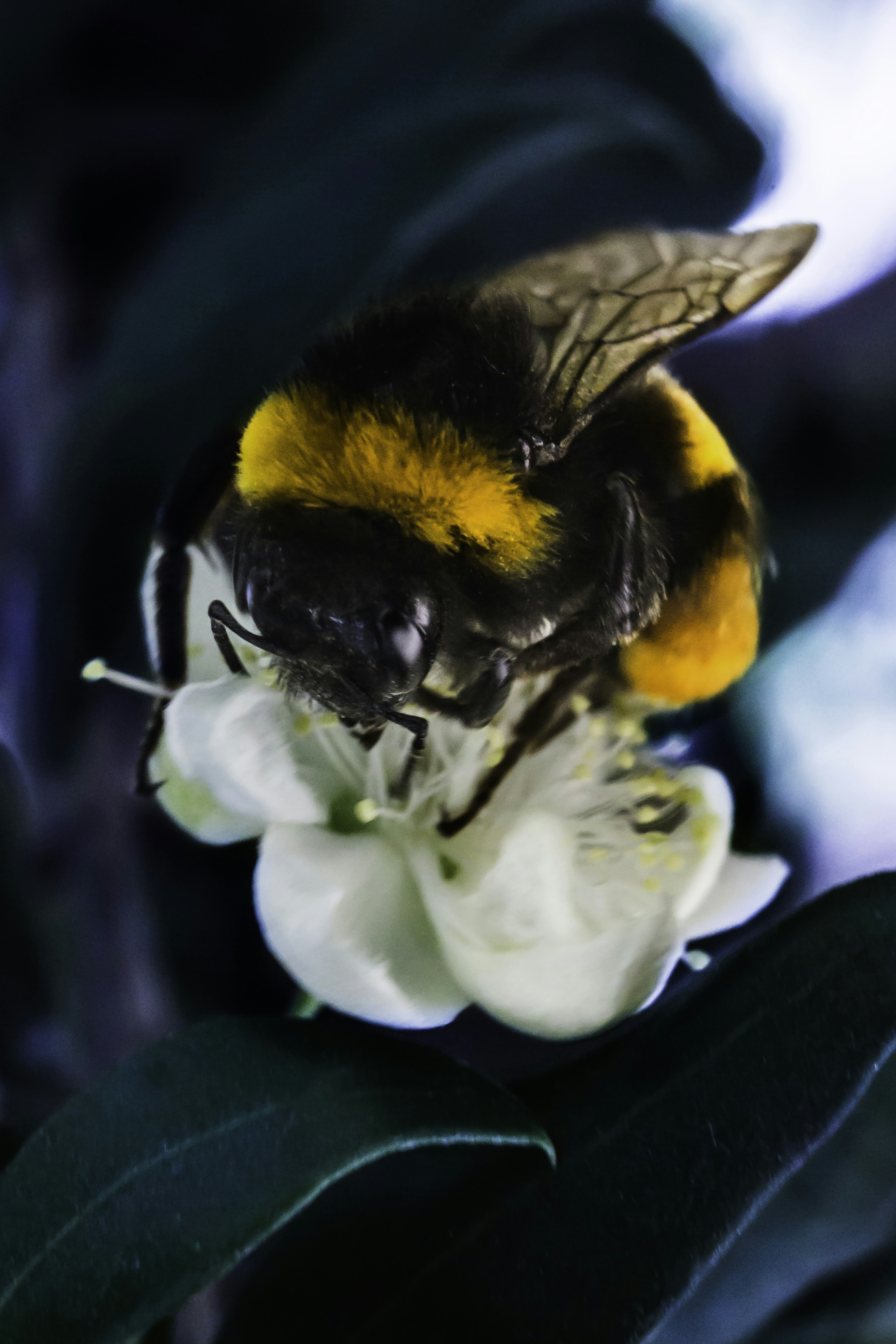 Luis Graterol (@iguanaphoto) | Unsplashフォトコミュニティ