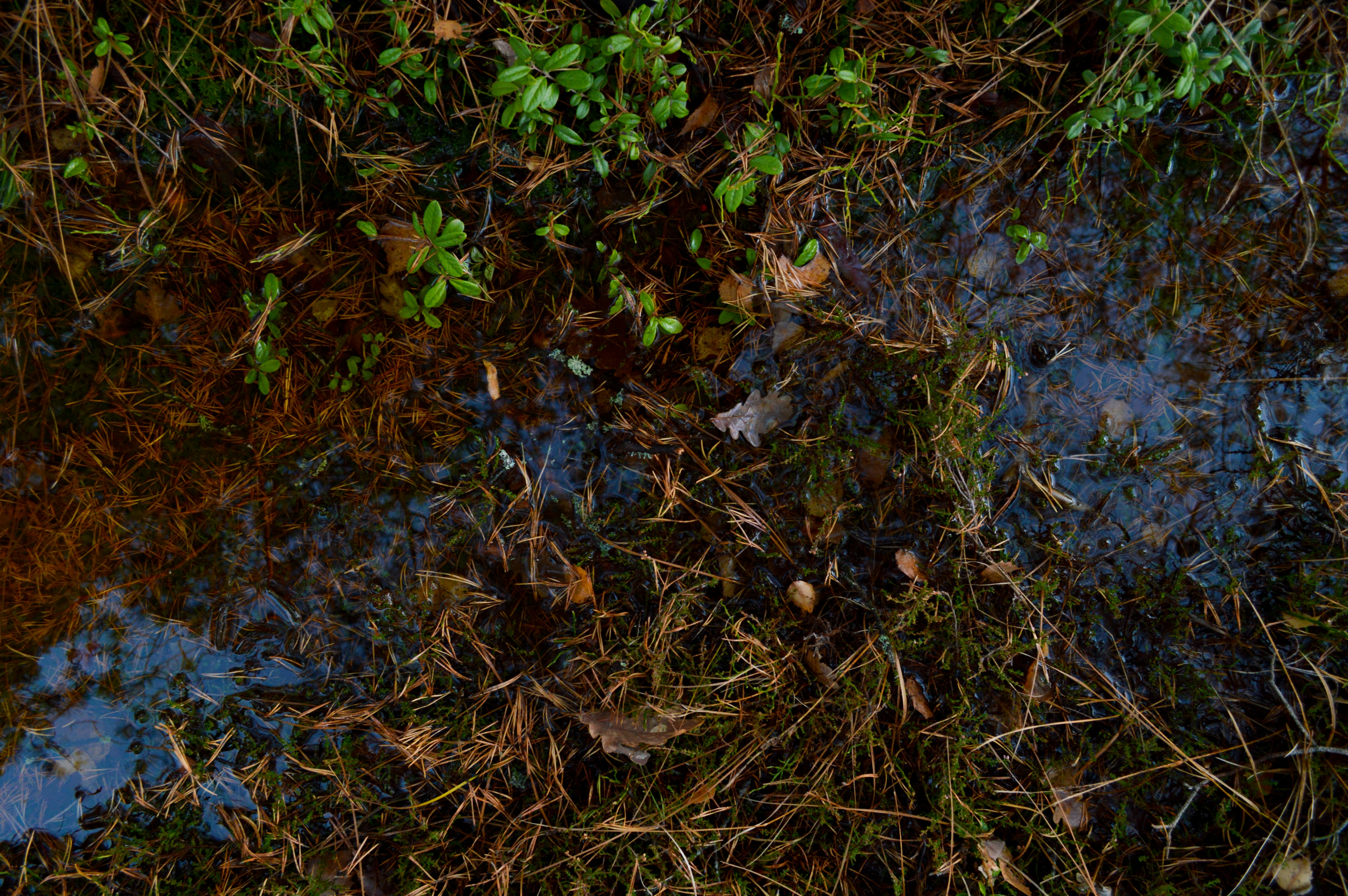 Dark Forest Floor Texture