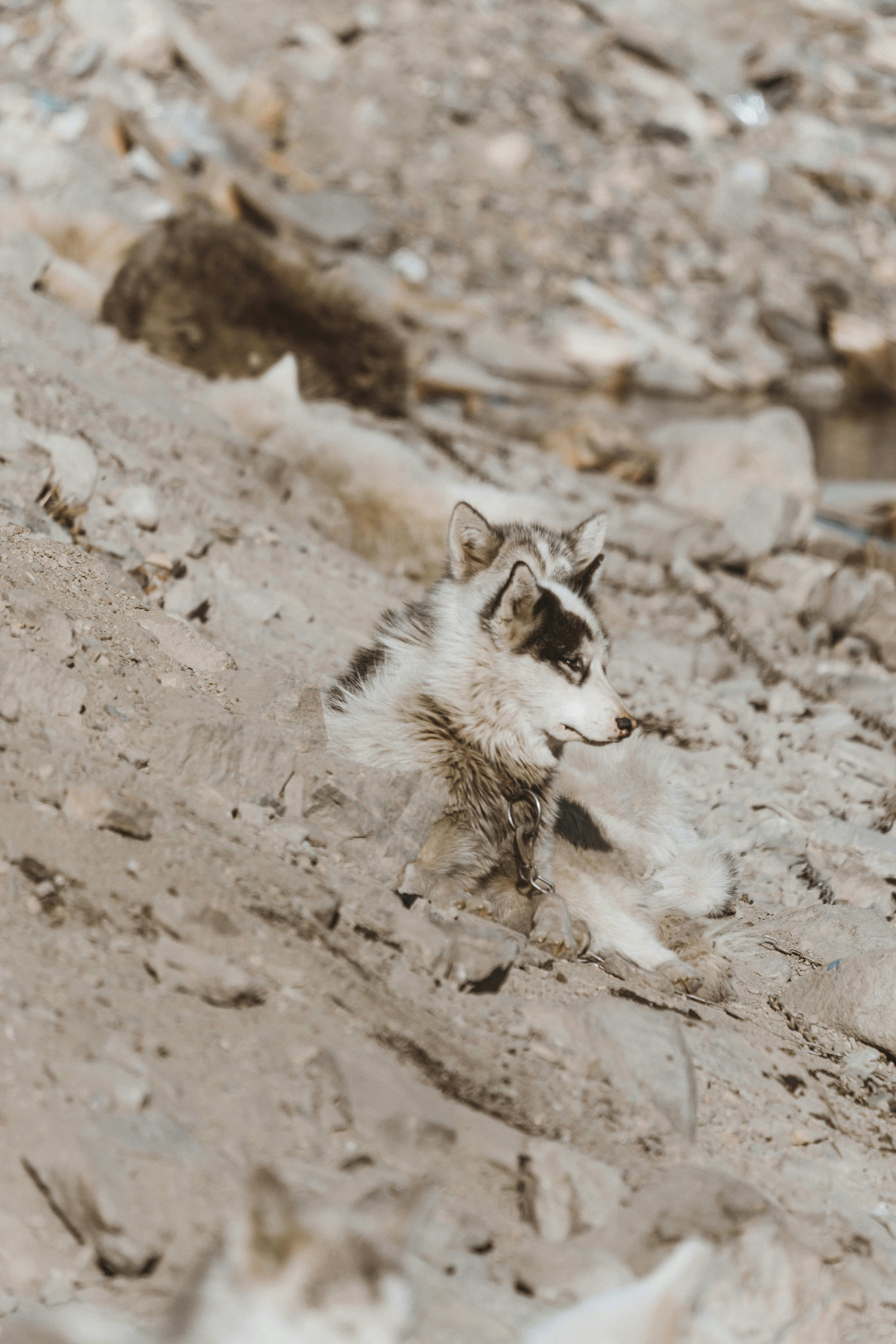 Husky Pup on a Shaley Slope: A Quiet Moment in Rock and Light