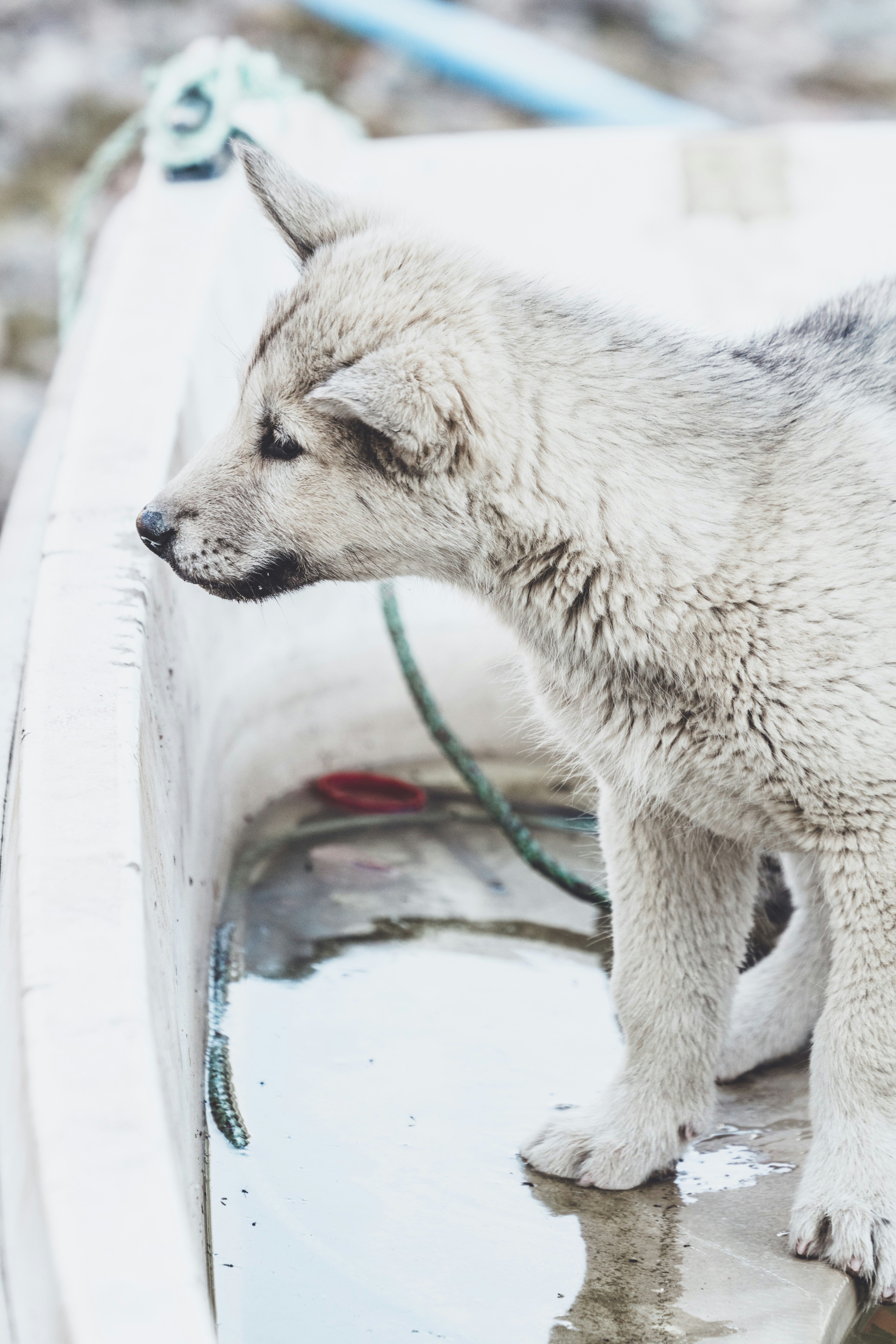 Curious Cub in a Watered Blue-Tinted Boat