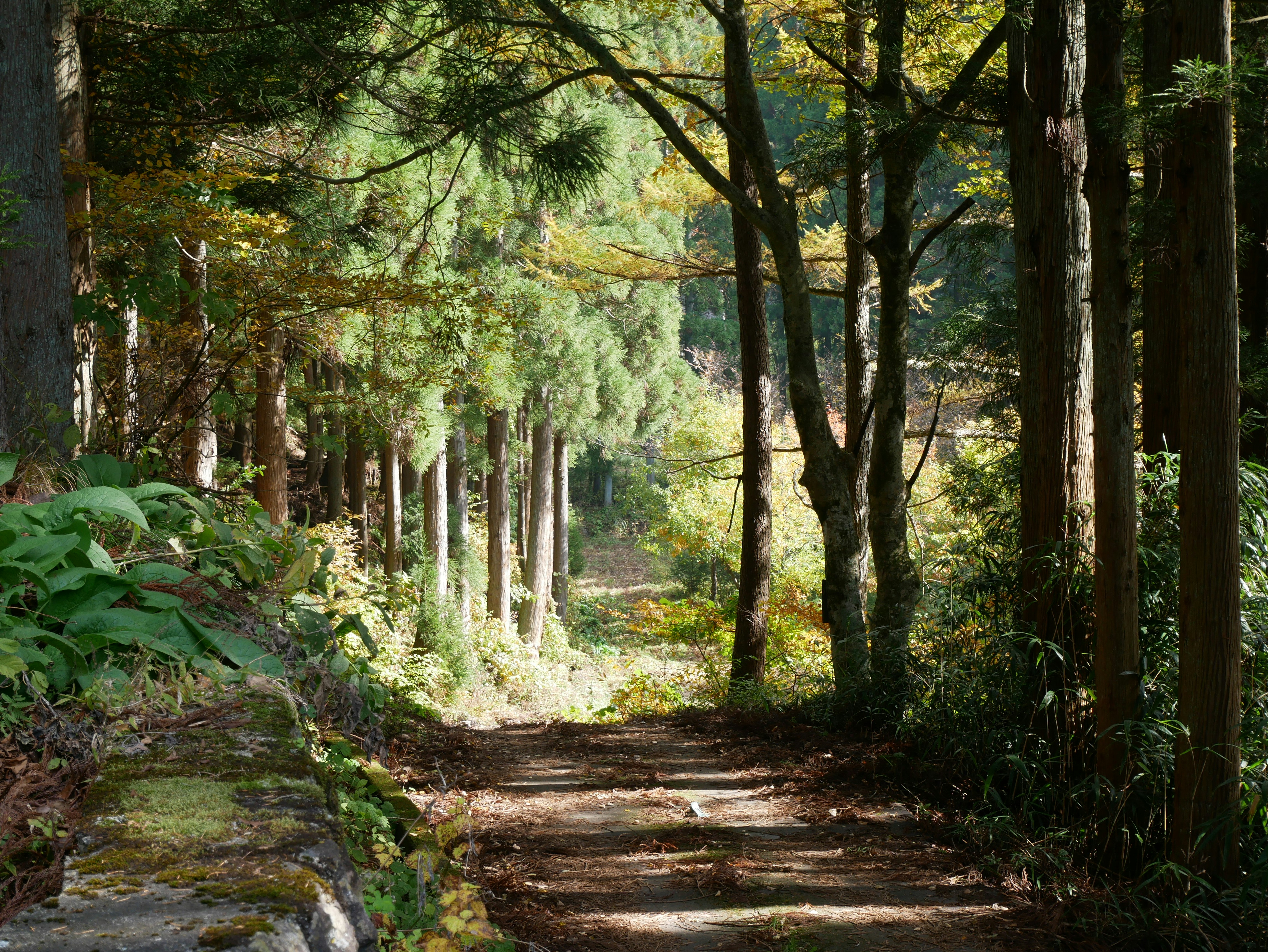 Sunlit forest path surrounded by towering trees and lush greenery.