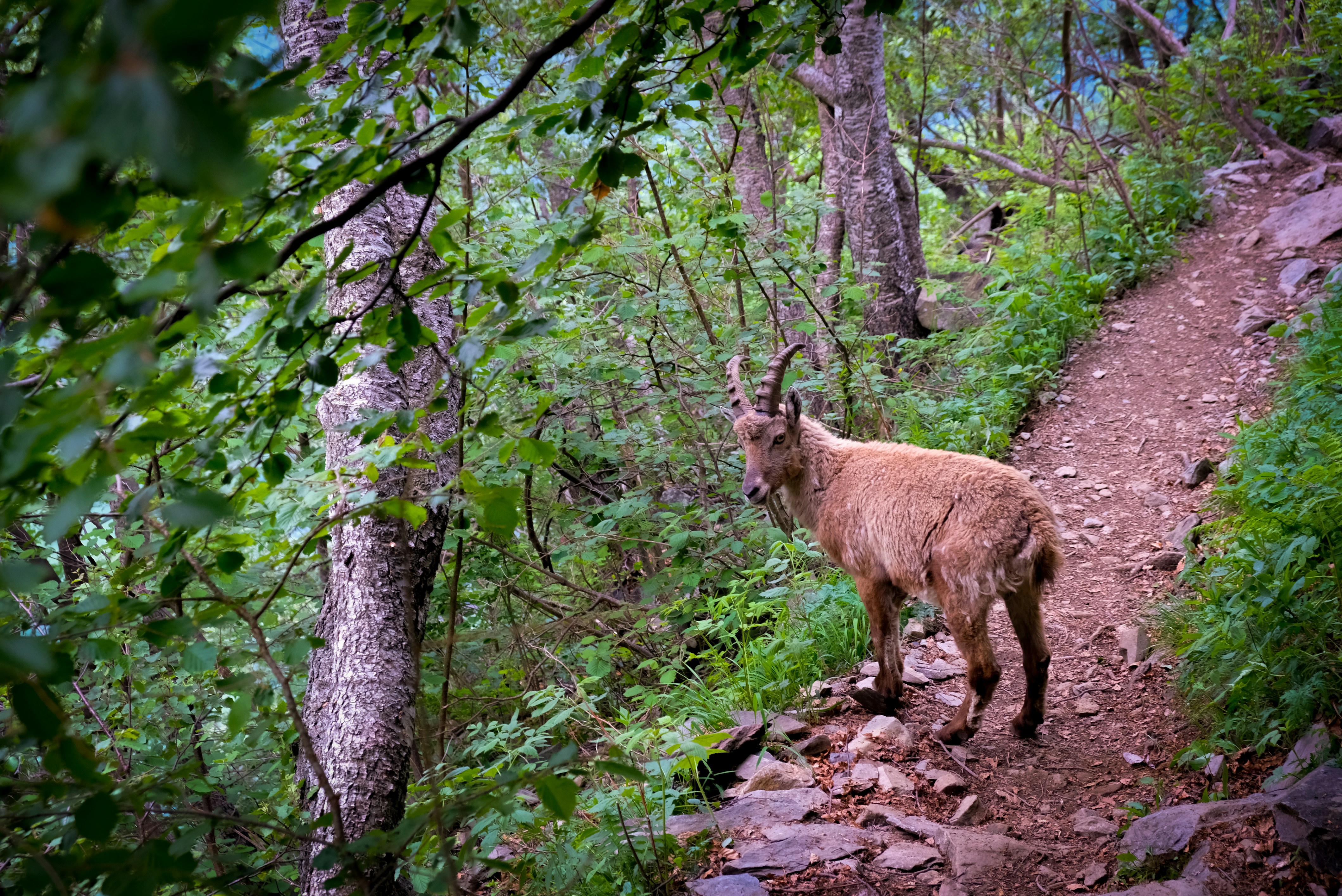 A mountain goat stands on a narrow trail surrounded by lush greenery, embodying the essence of wilderness. Its alert posture suggests a moment of pause in its natural habitat.