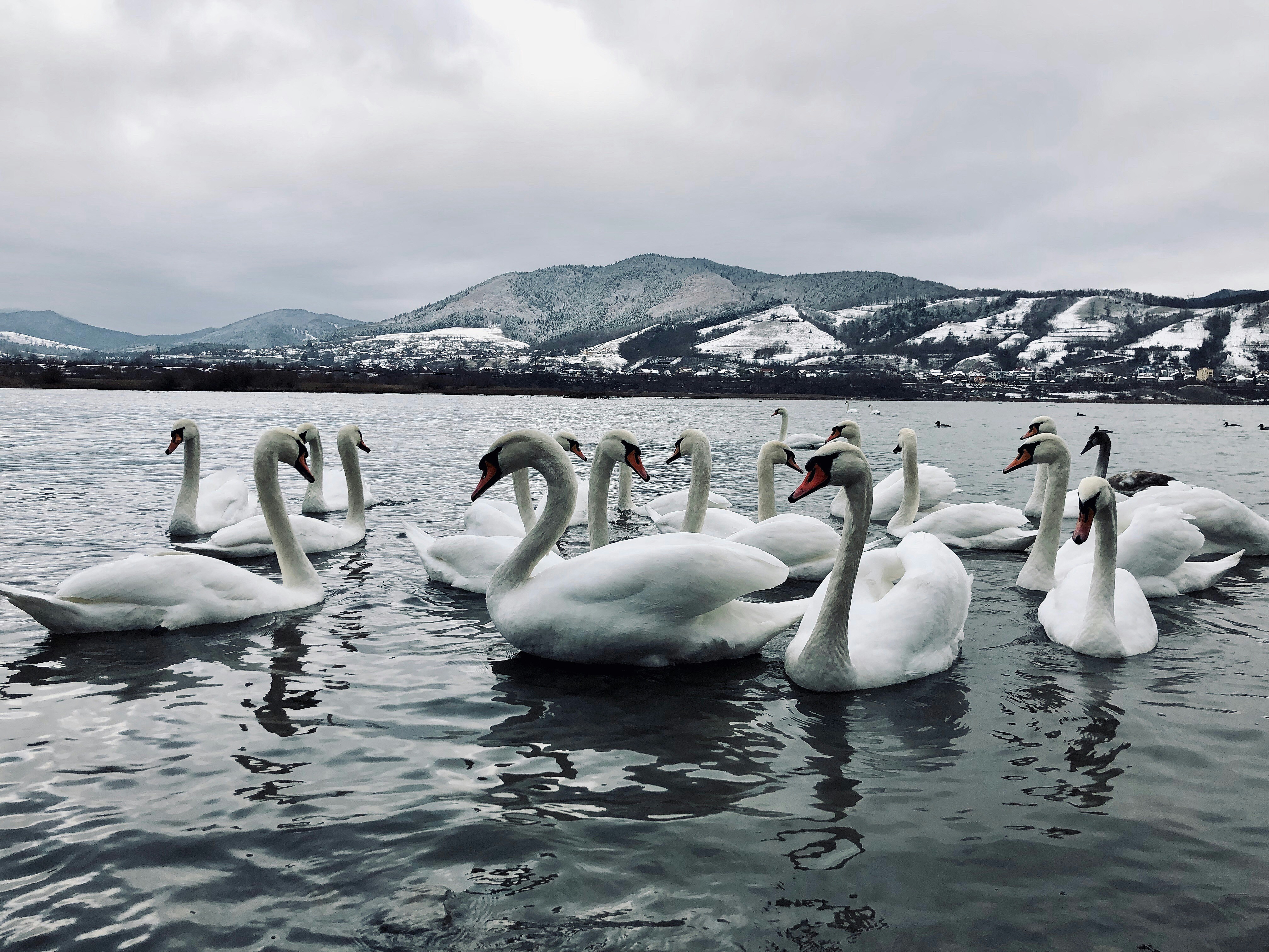 Serenity Amongst the Swans