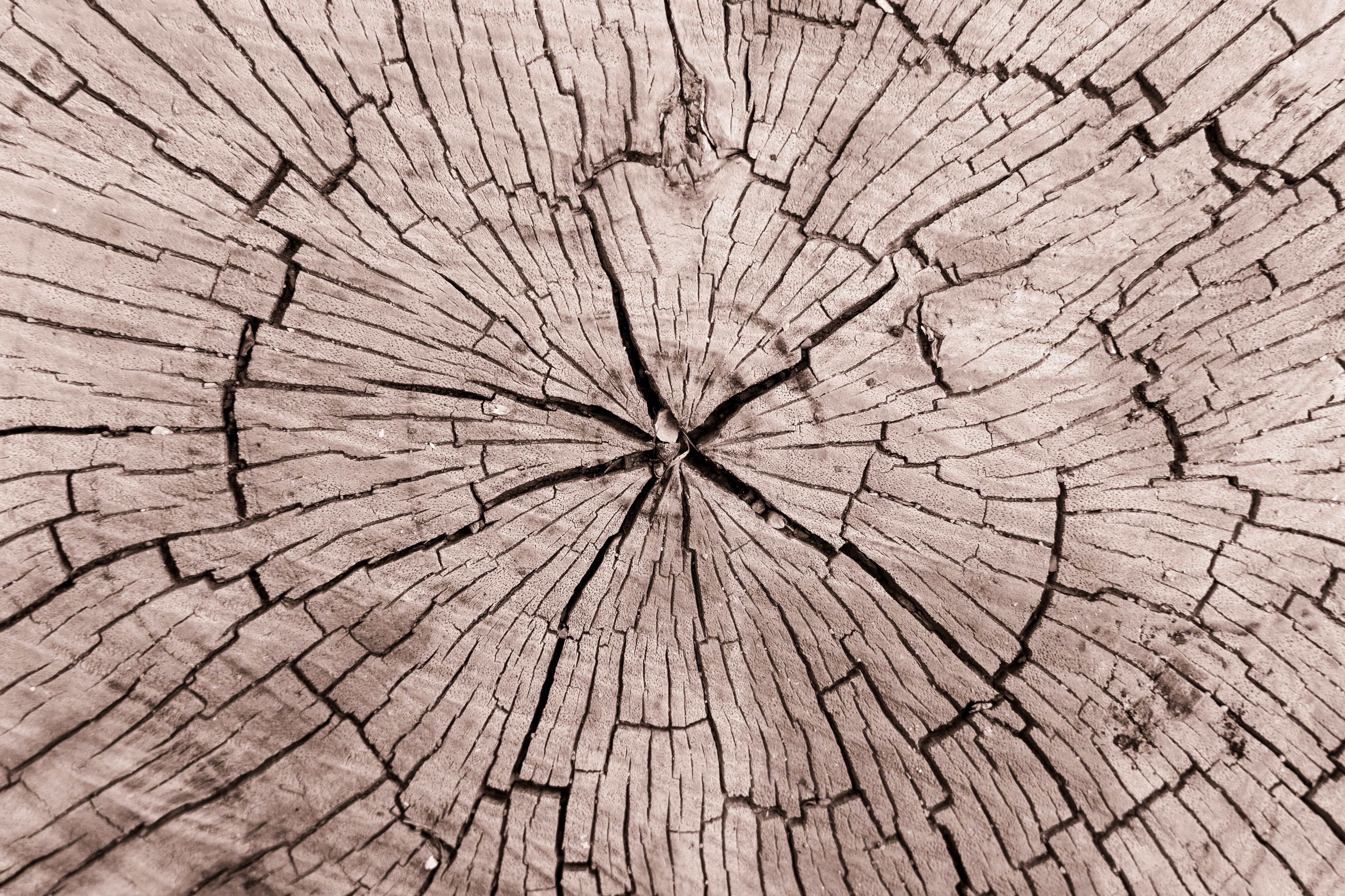 Tree trump photo – Free Texture Image on Unsplash