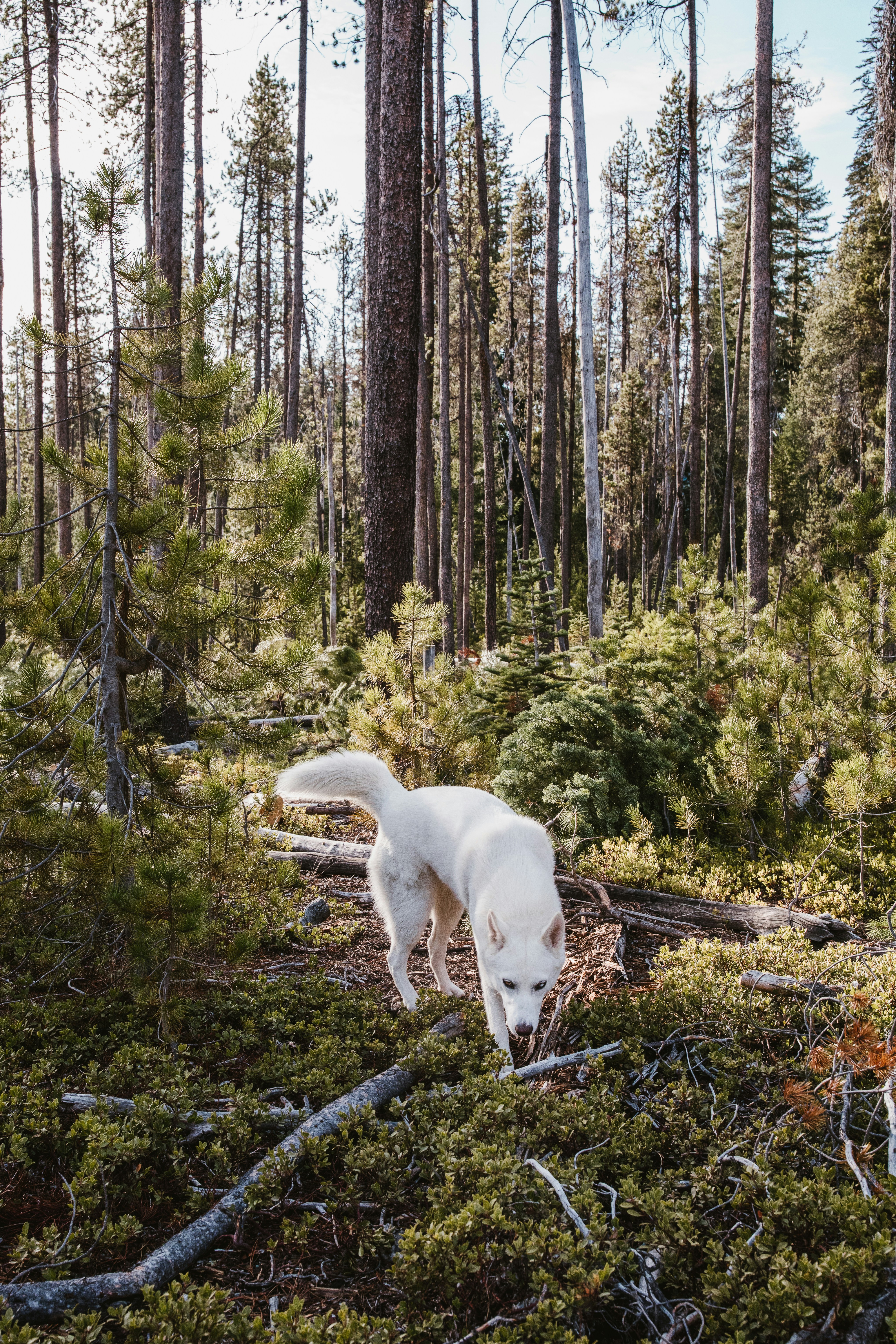 White Dog Among Moss and Pines: Foraging in a Quiet Forest