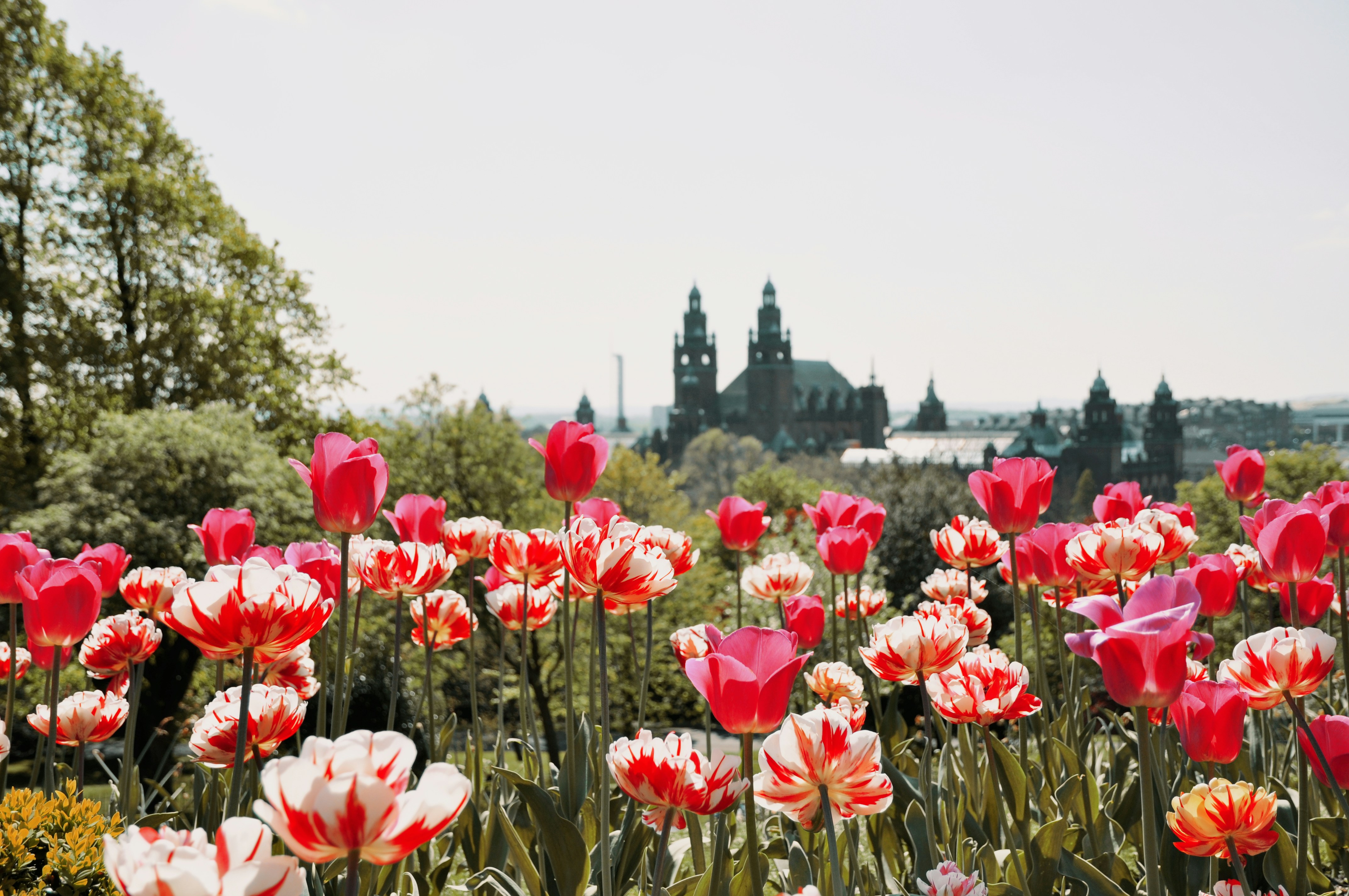 red and white petaled flowers