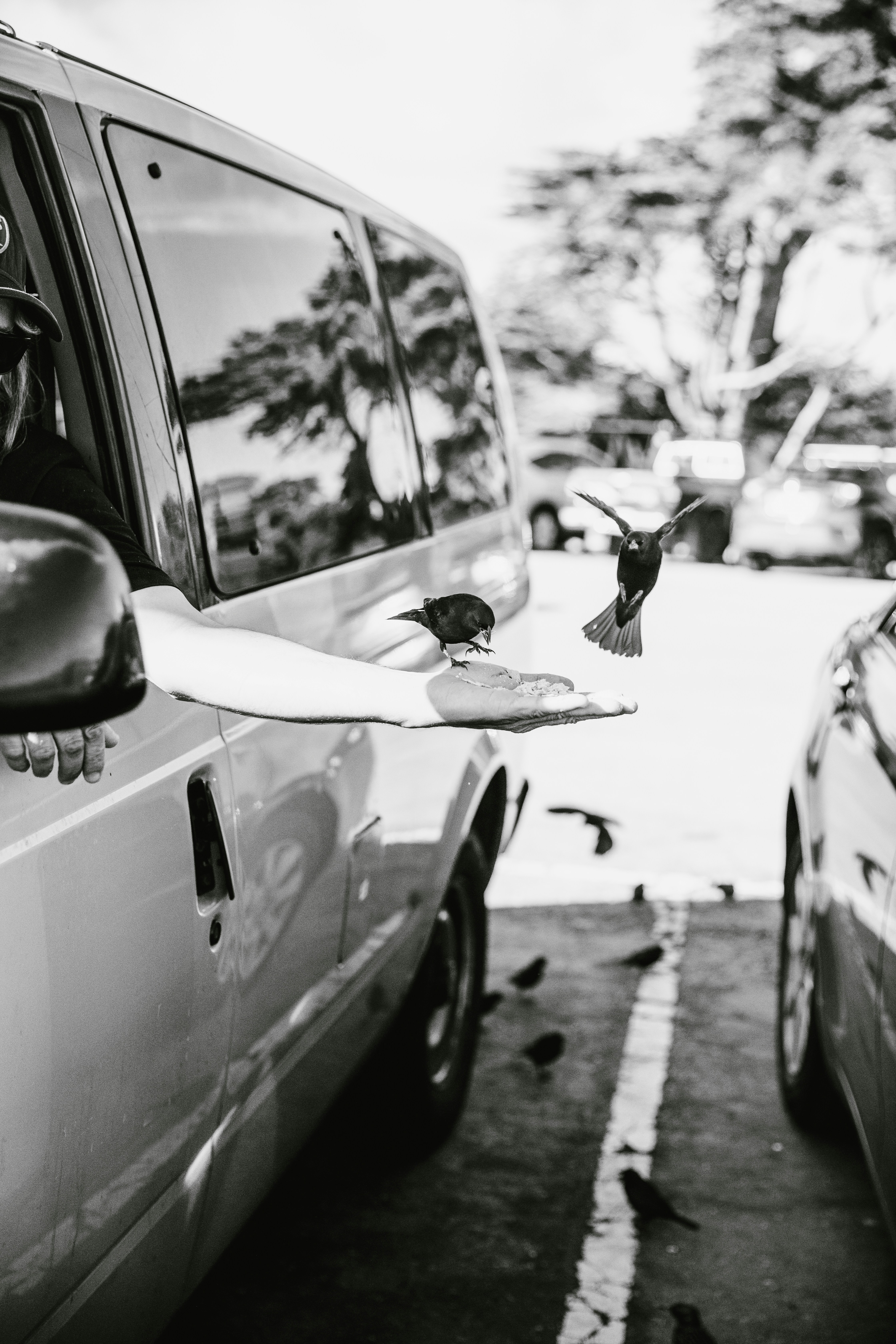 Feathered Pause by the Van: A Hand Feed in Monochrome Street Scene
