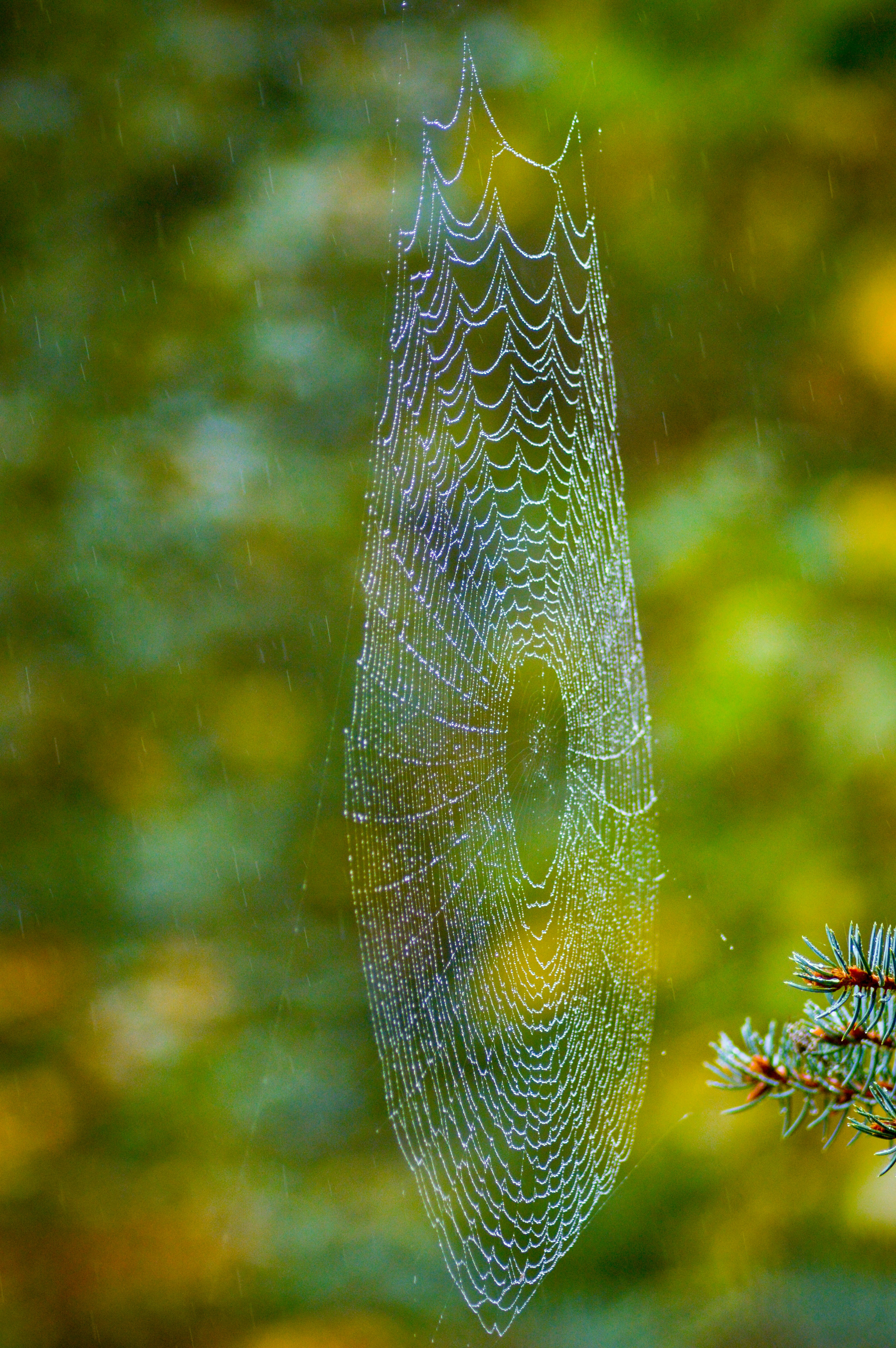 Dew-Dusted Spiral: A Spider Web in Quiet Morning Light
