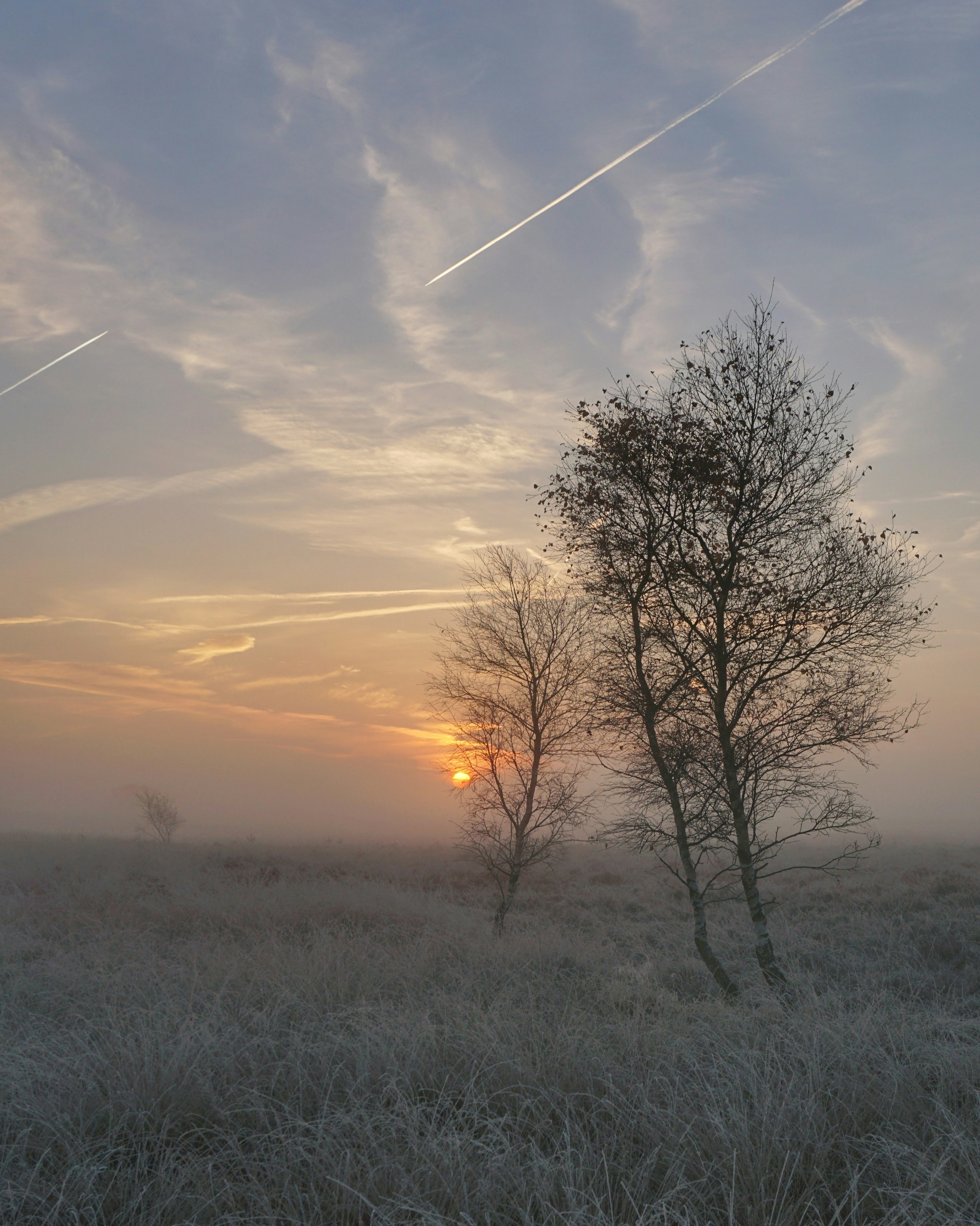 Black bare tree during sunset photo – Free Brown Image on Unsplash